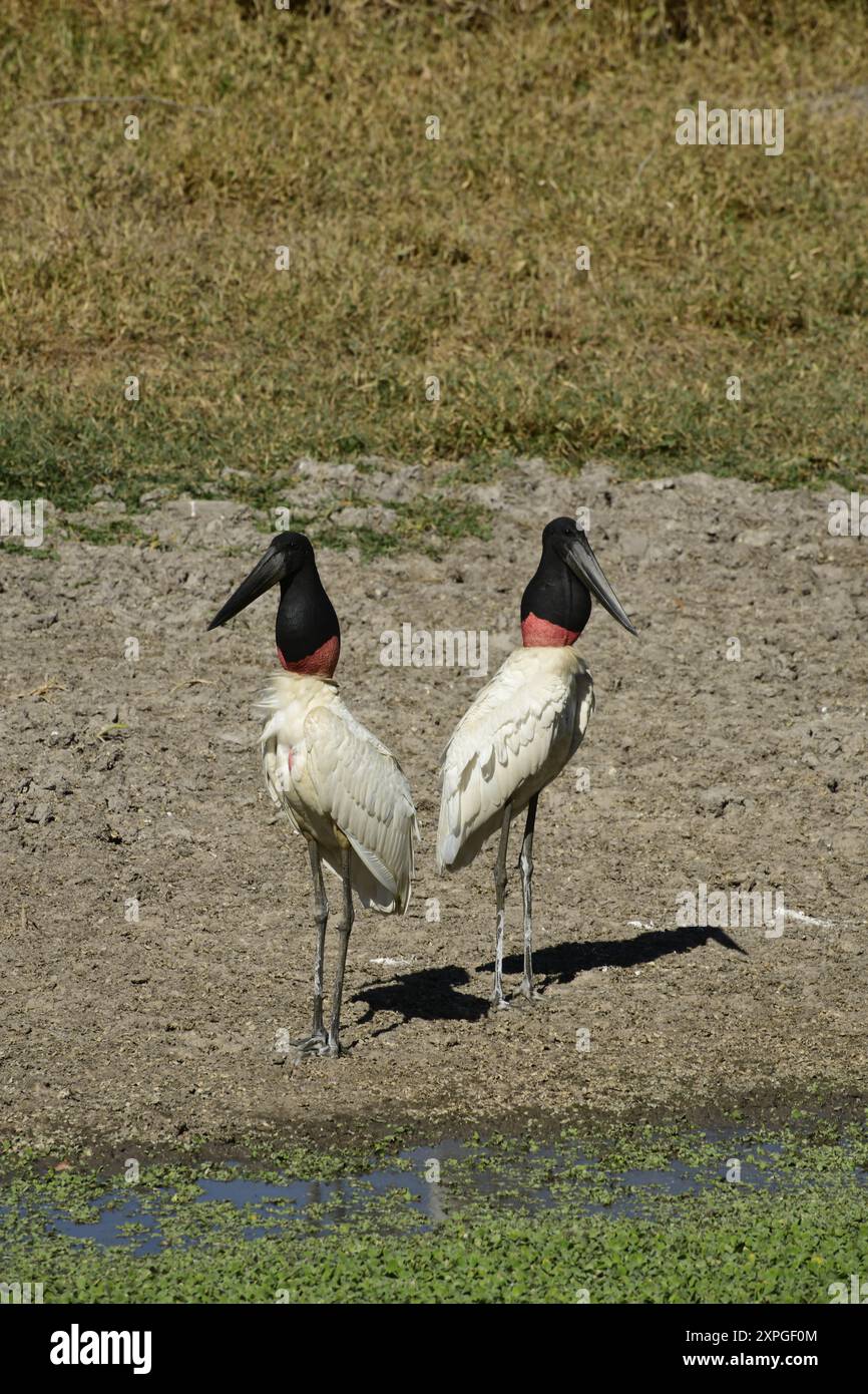 Tuiuiu the bisd considered the symbol of Pantanal of Mato Grosso, seen ...