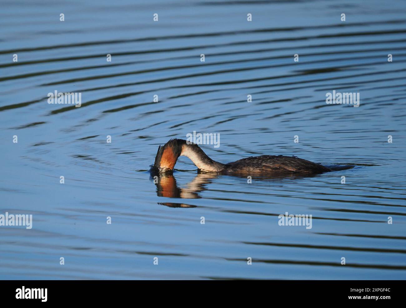 Grown throughout europe hi-res stock photography and images - Alamy