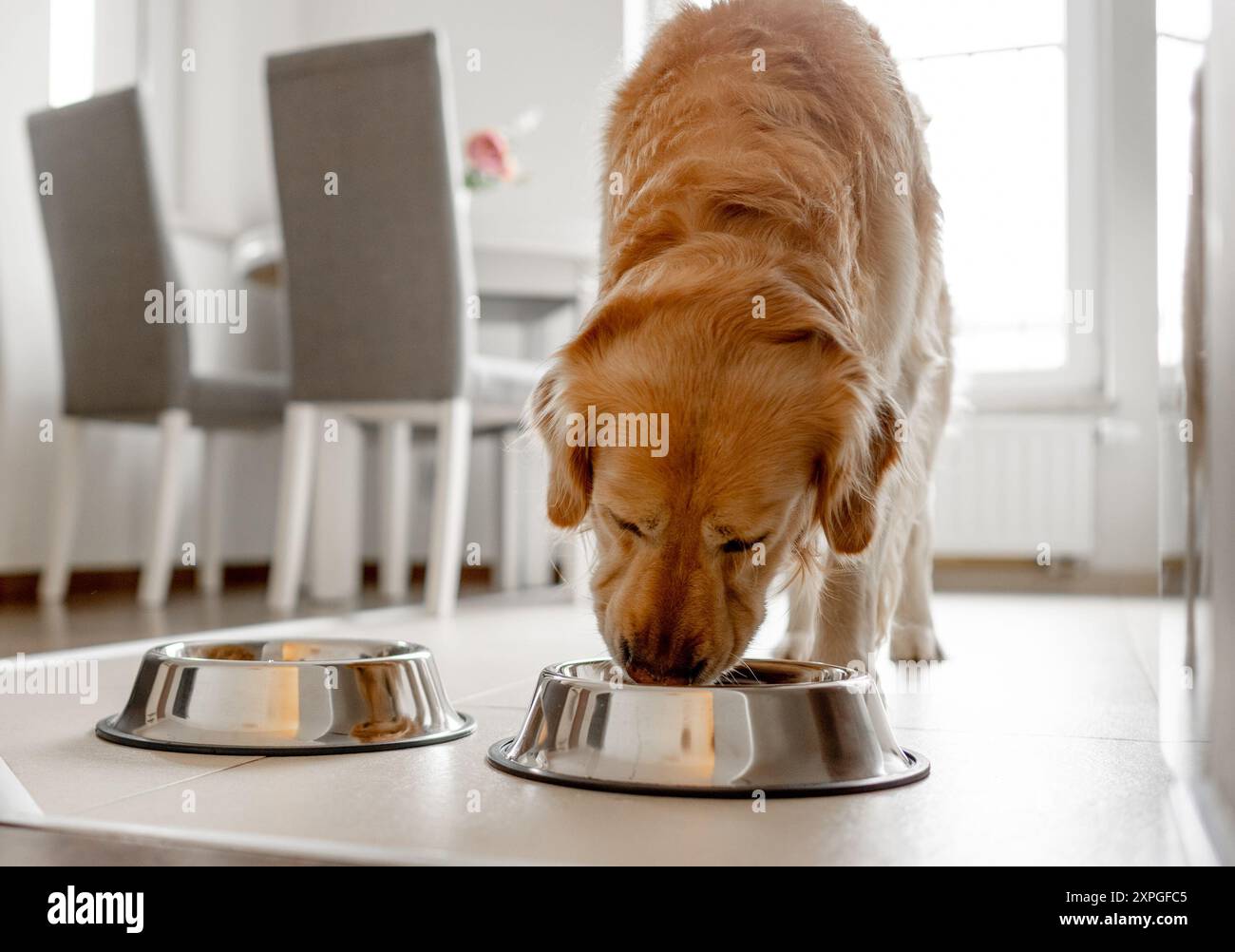 Golden Retriever Dog Eats From Bowl In Kitchen With Bright Interior ...
