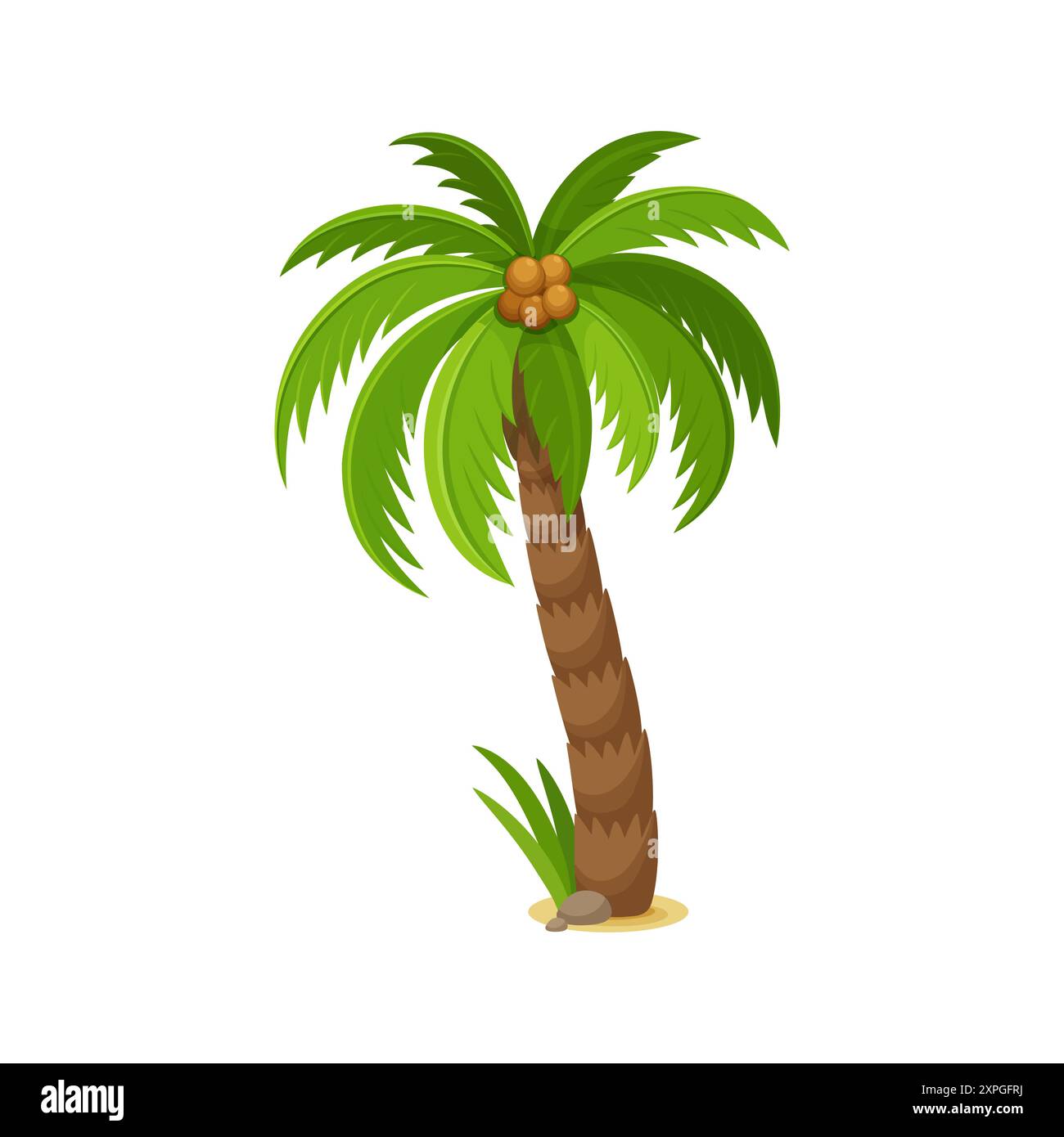 Palm tree with coconuts, cartoon jungle leaf plant for summer beach ...