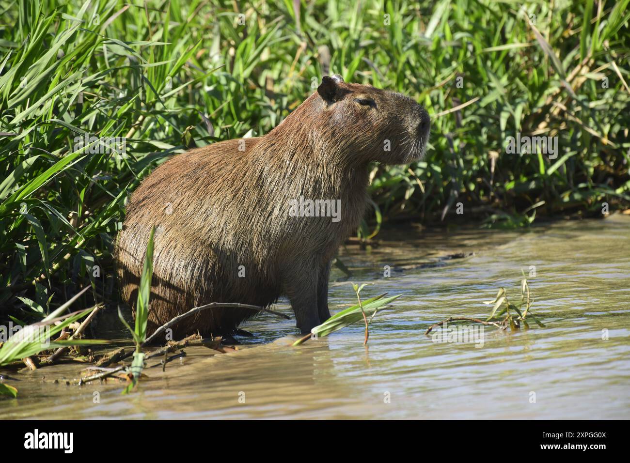 Capybara, the biggest rodent in the world at Caxiri river, Meeting of ...