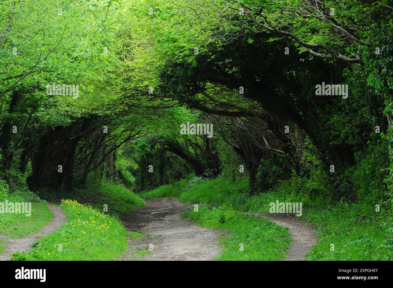 Halnaker tree tunnel in spring, West Sussex. May 2024 Stock Photo - Alamy