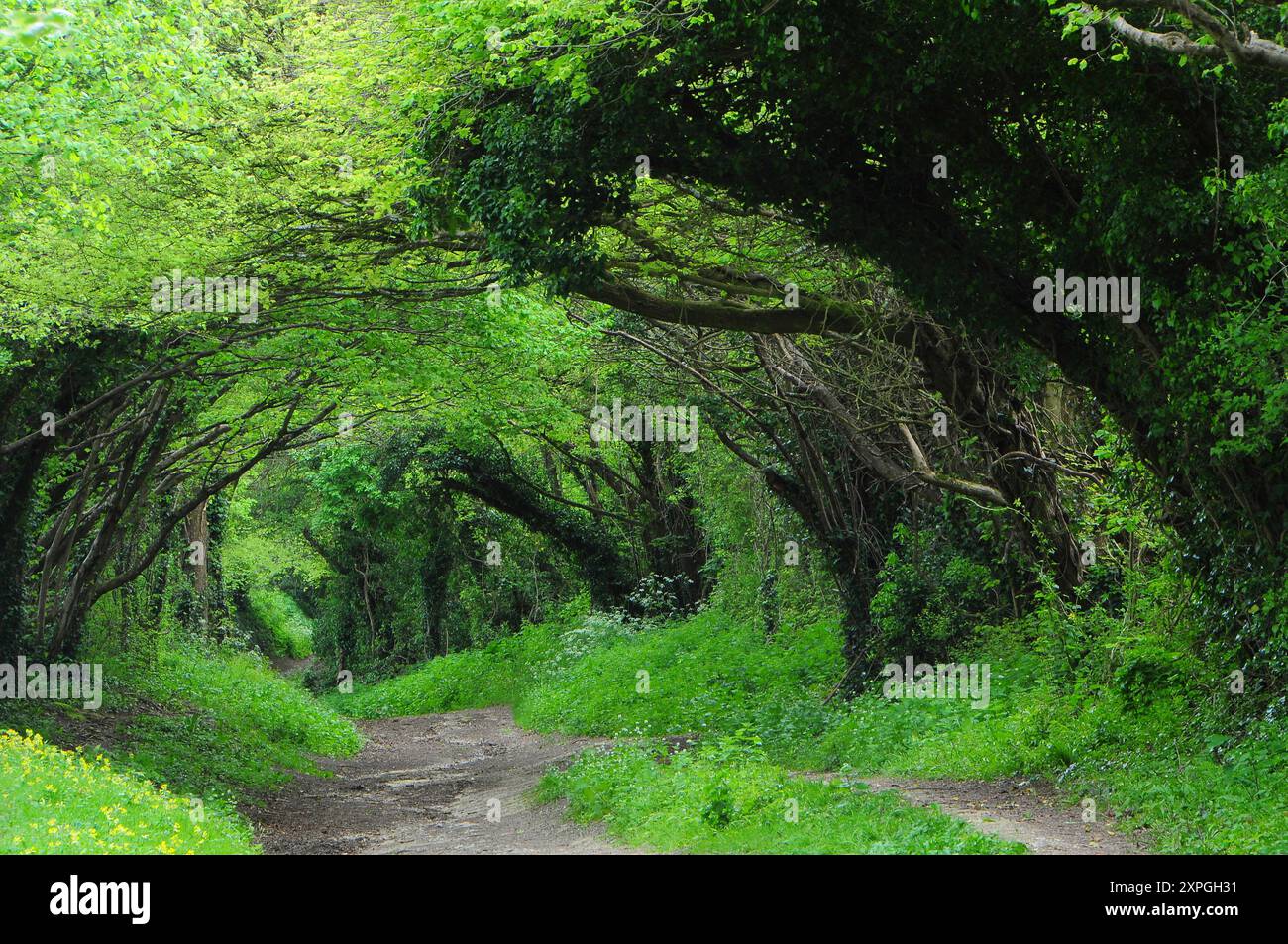 Halnaker tree tunnel in spring, West Sussex. May 2024 Stock Photo - Alamy