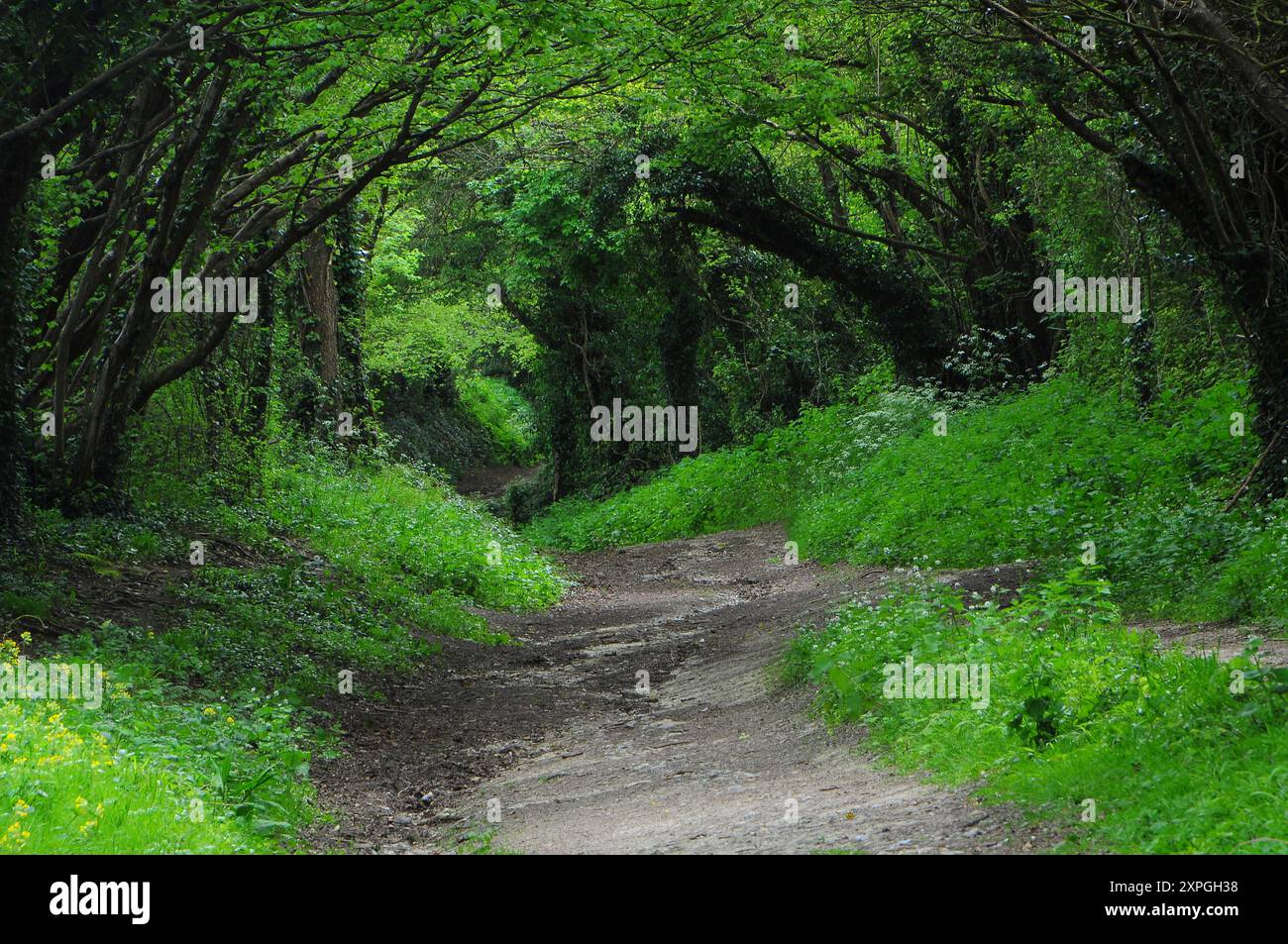 Halnaker tree tunnel in spring, West Sussex. May 2024 Stock Photo - Alamy