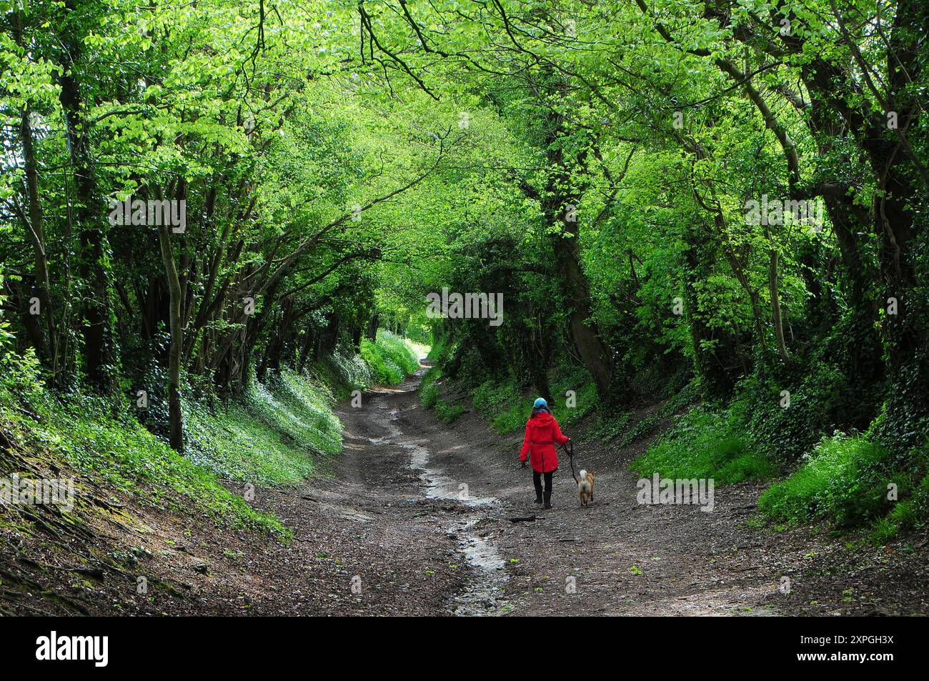 Halnaker tree tunnel in spring, West Sussex. May 2024 Stock Photo - Alamy
