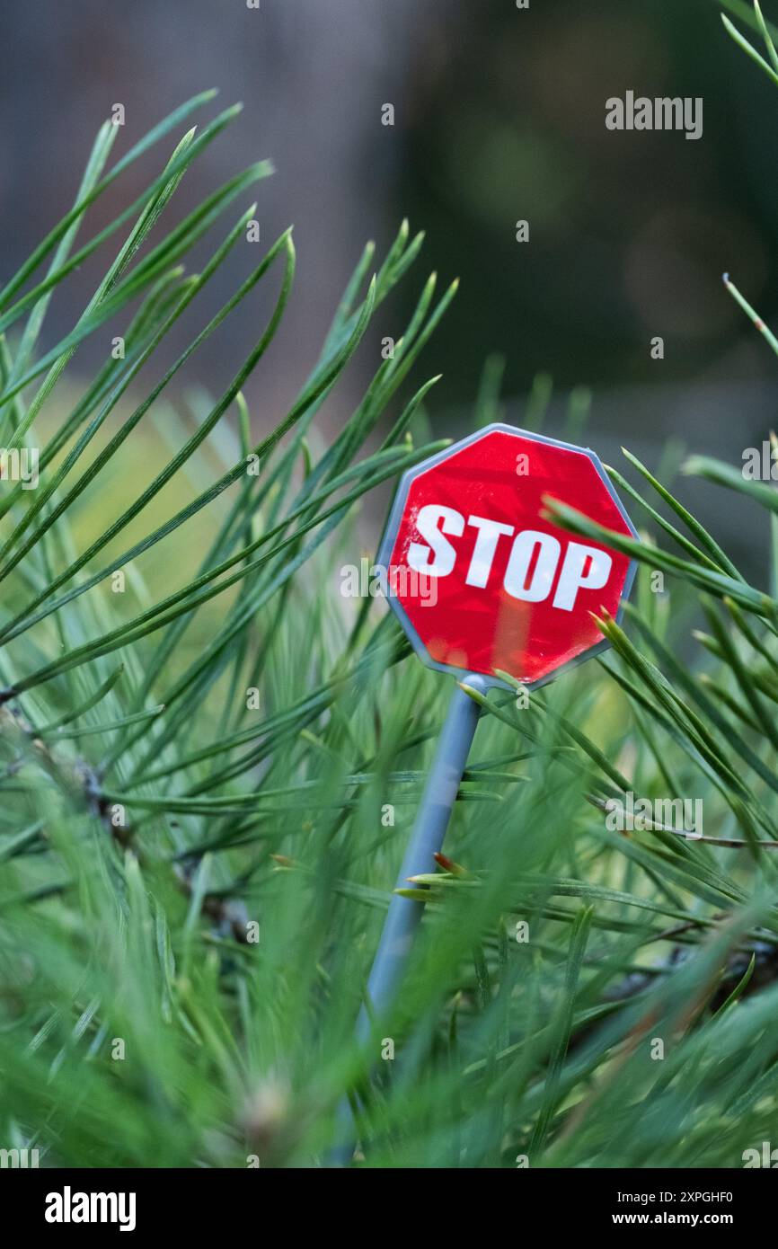 Red stop sign on pine branch. Concept of nature Stock Photo - Alamy