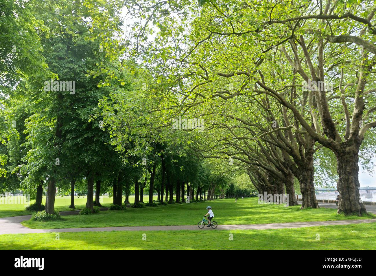 Boy cycling past an avenue of lime and London plane trees in Wandsworth ...