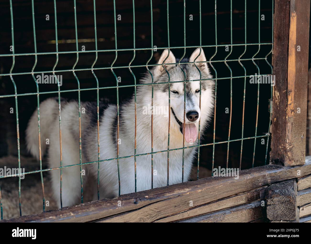 happy cute husky dog with toungue out in a cage Stock Photo - Alamy