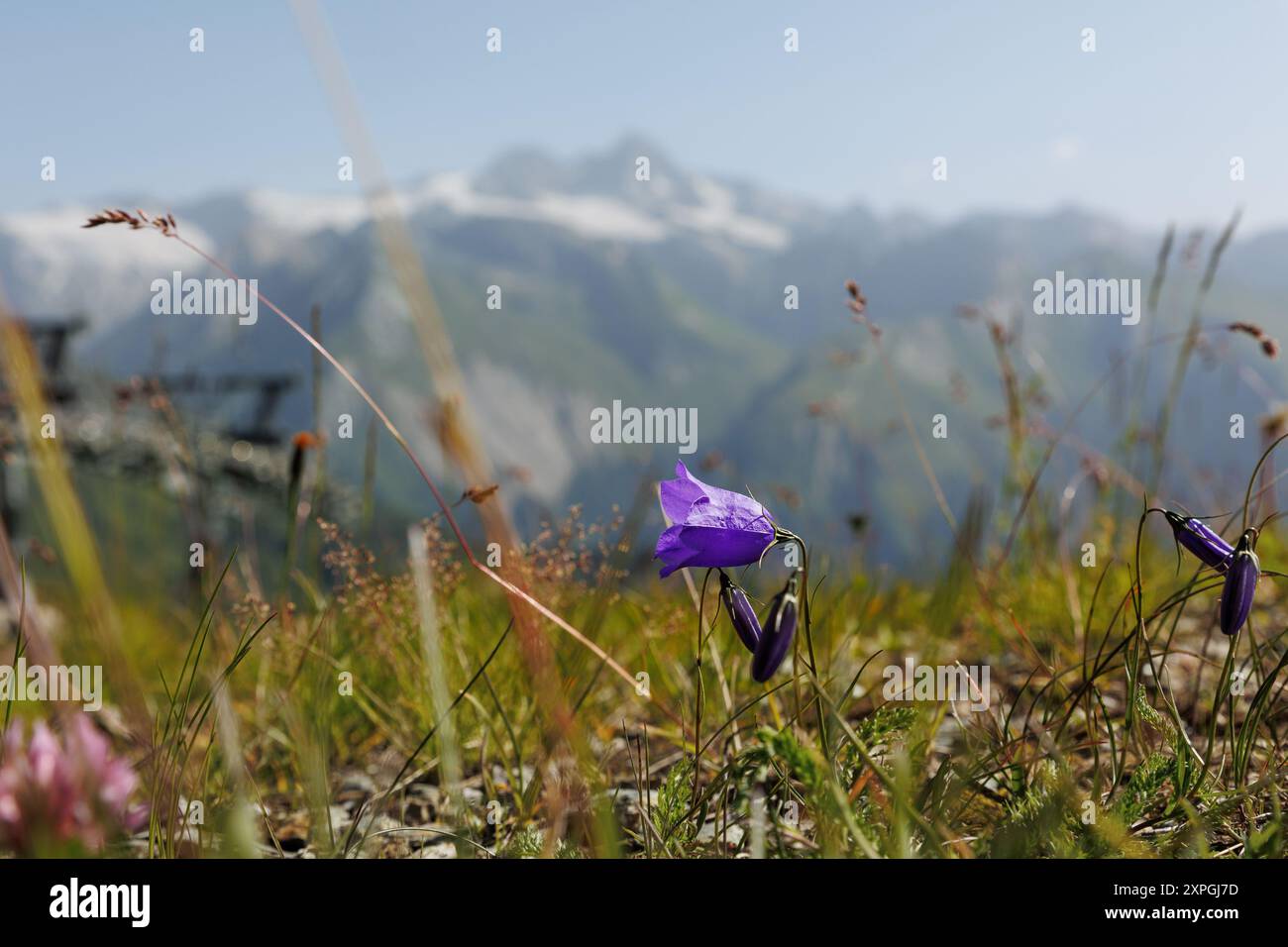 Scenic Idyllic view alpine wildflower blooming lilac bluebell flowers ...