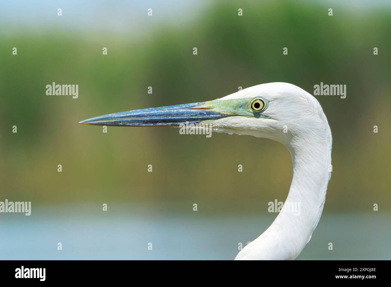 Rare great white egret ardea hi-res stock photography and images - Alamy