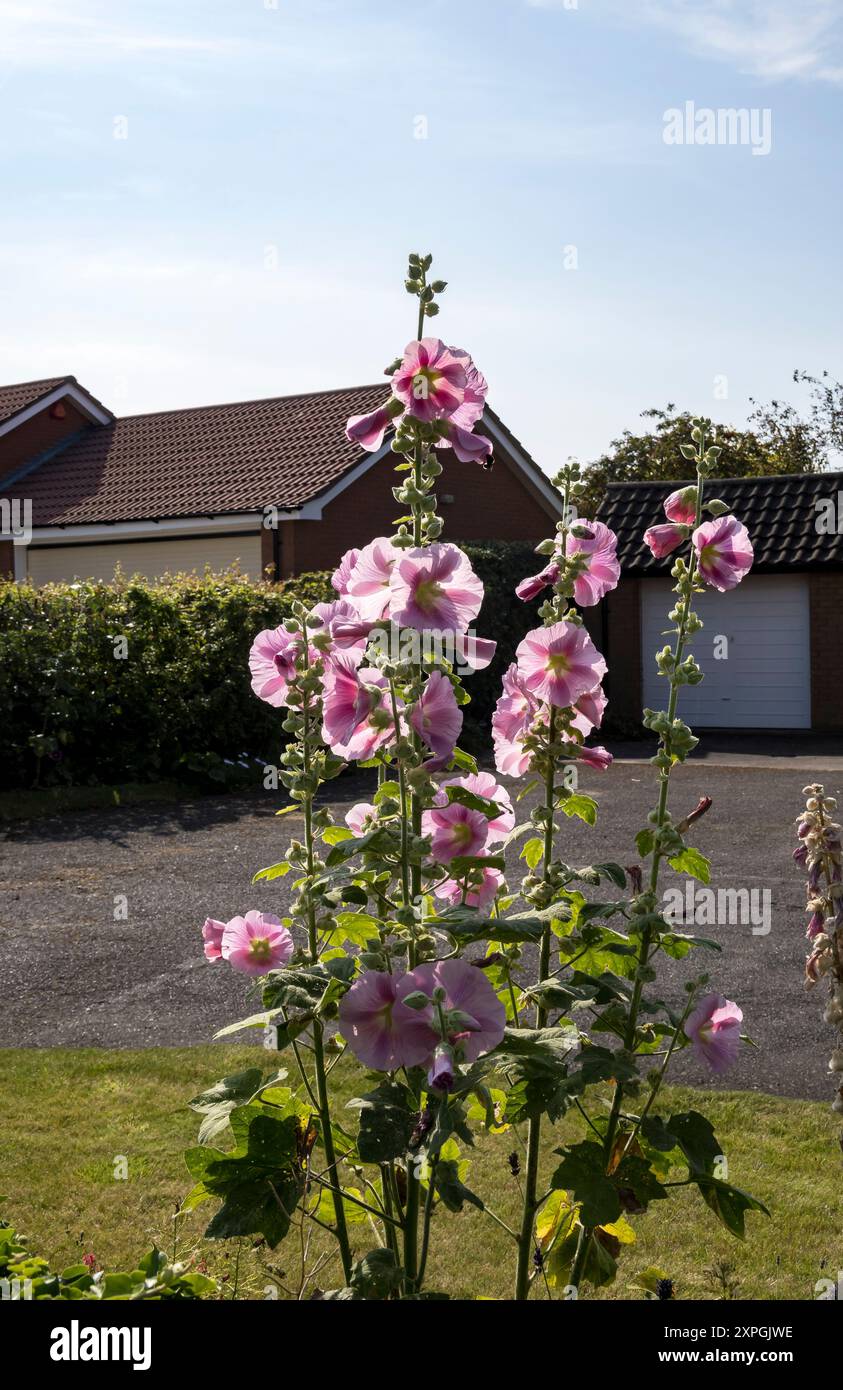 Tall hollyhock plant hi-res stock photography and images - Alamy