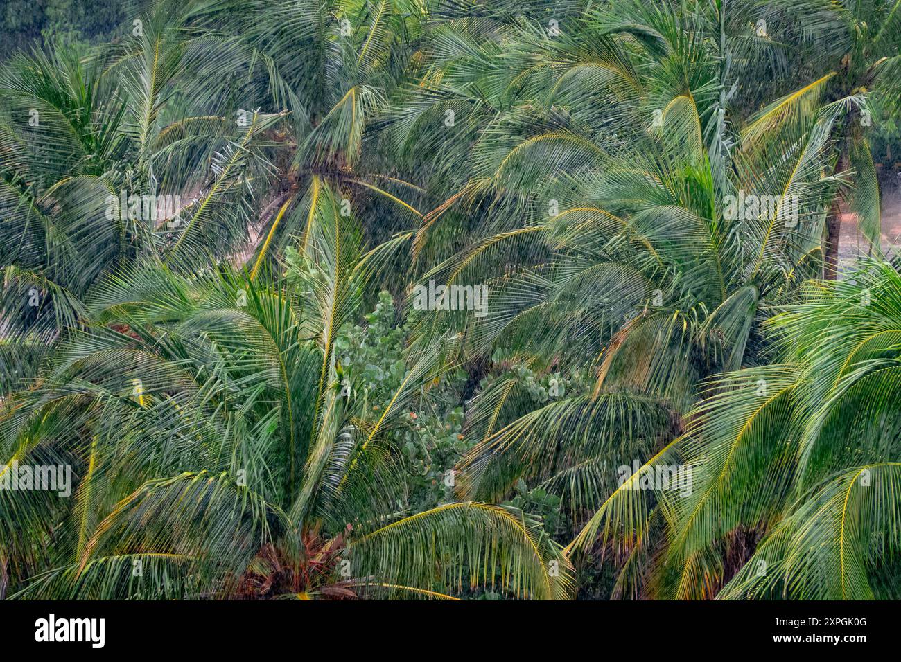 Palm tree strong storm in Cuba and Caribbean with rain falling Stock ...