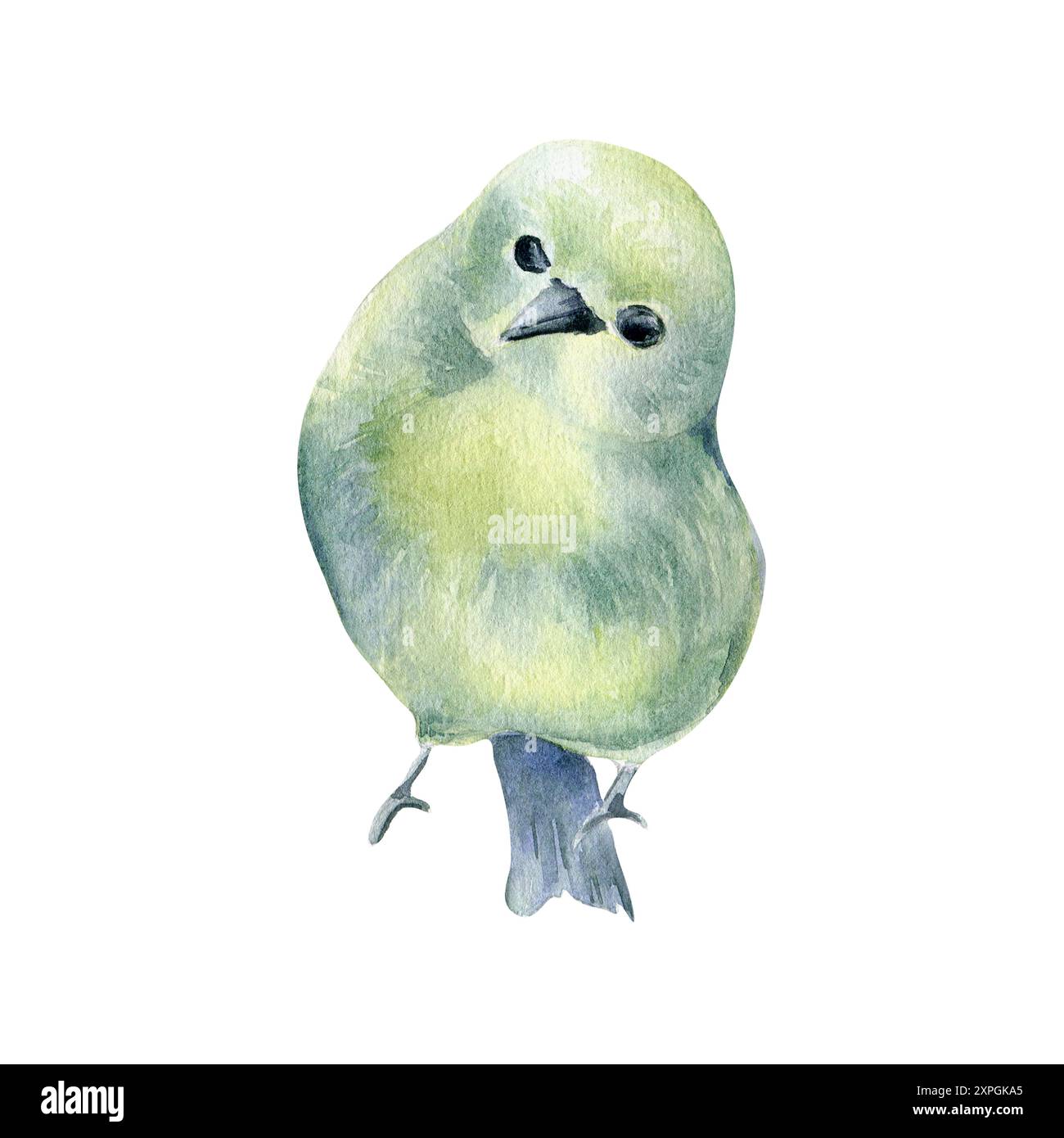 Bird round body green yellow colors feathers hand drawn watercolor ...