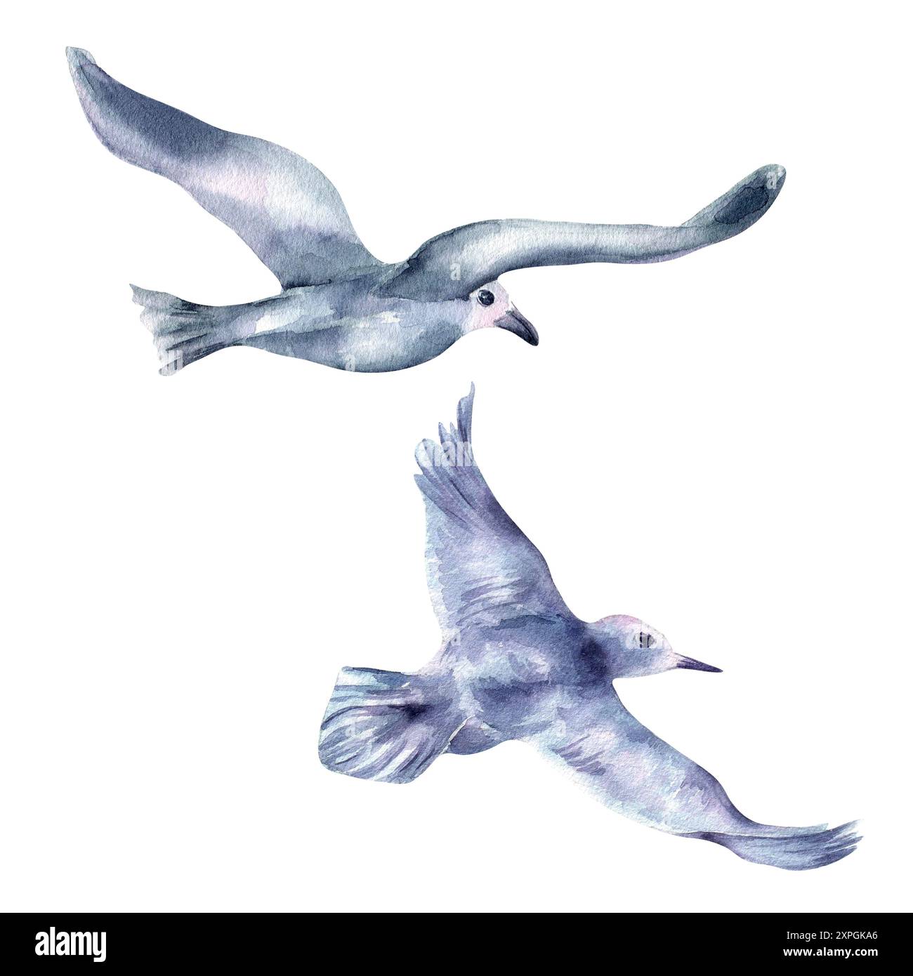 Two birds blue grey color flying hand drawn watercolor isolated ...