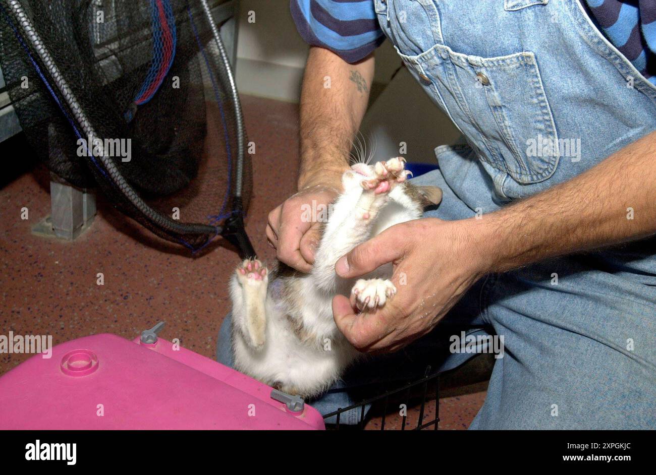 RECORD DATE NOT STATED there was always a strong bond between animals ...