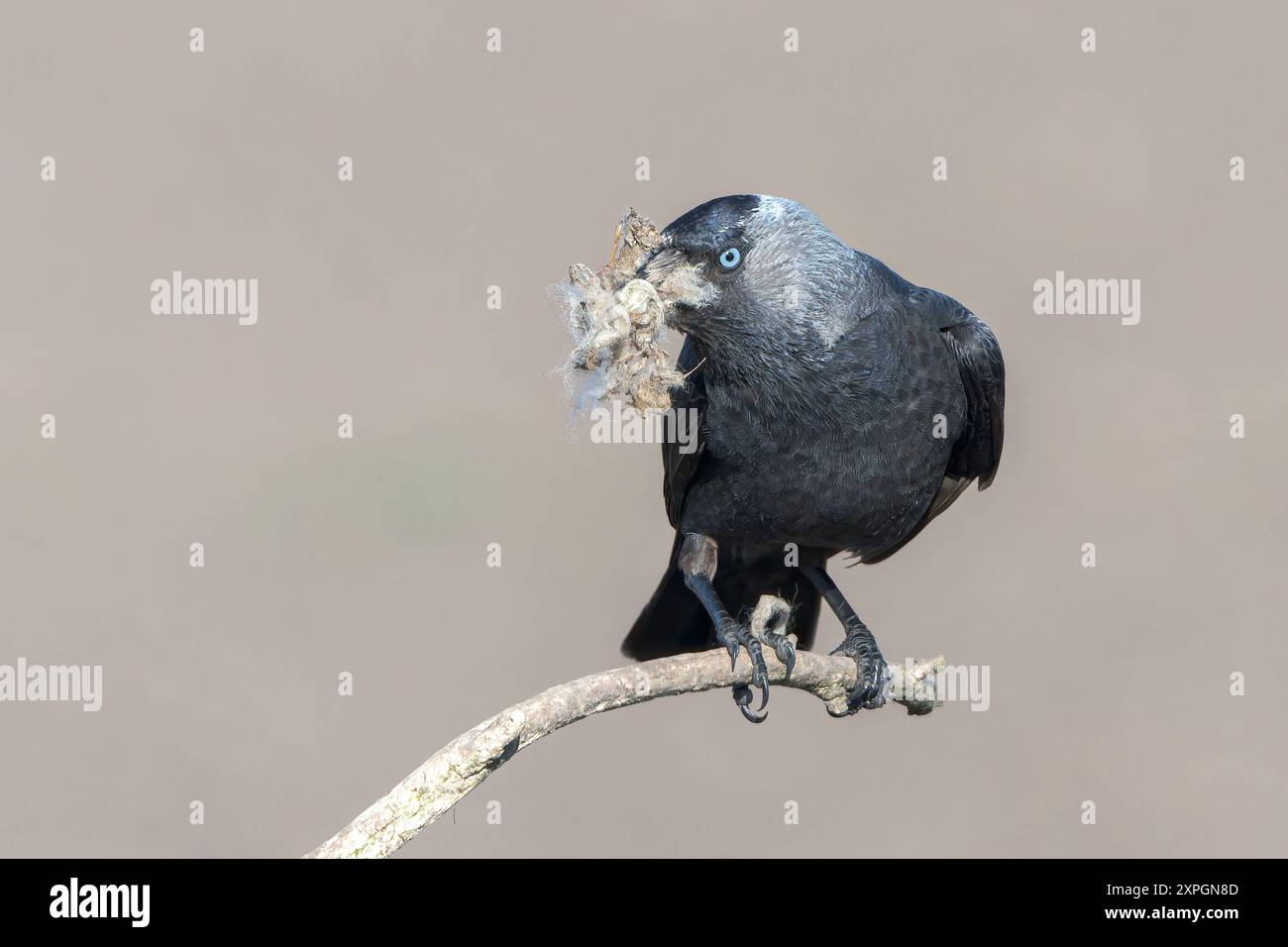 Crow with nesting material for nest building hi-res stock photography ...
