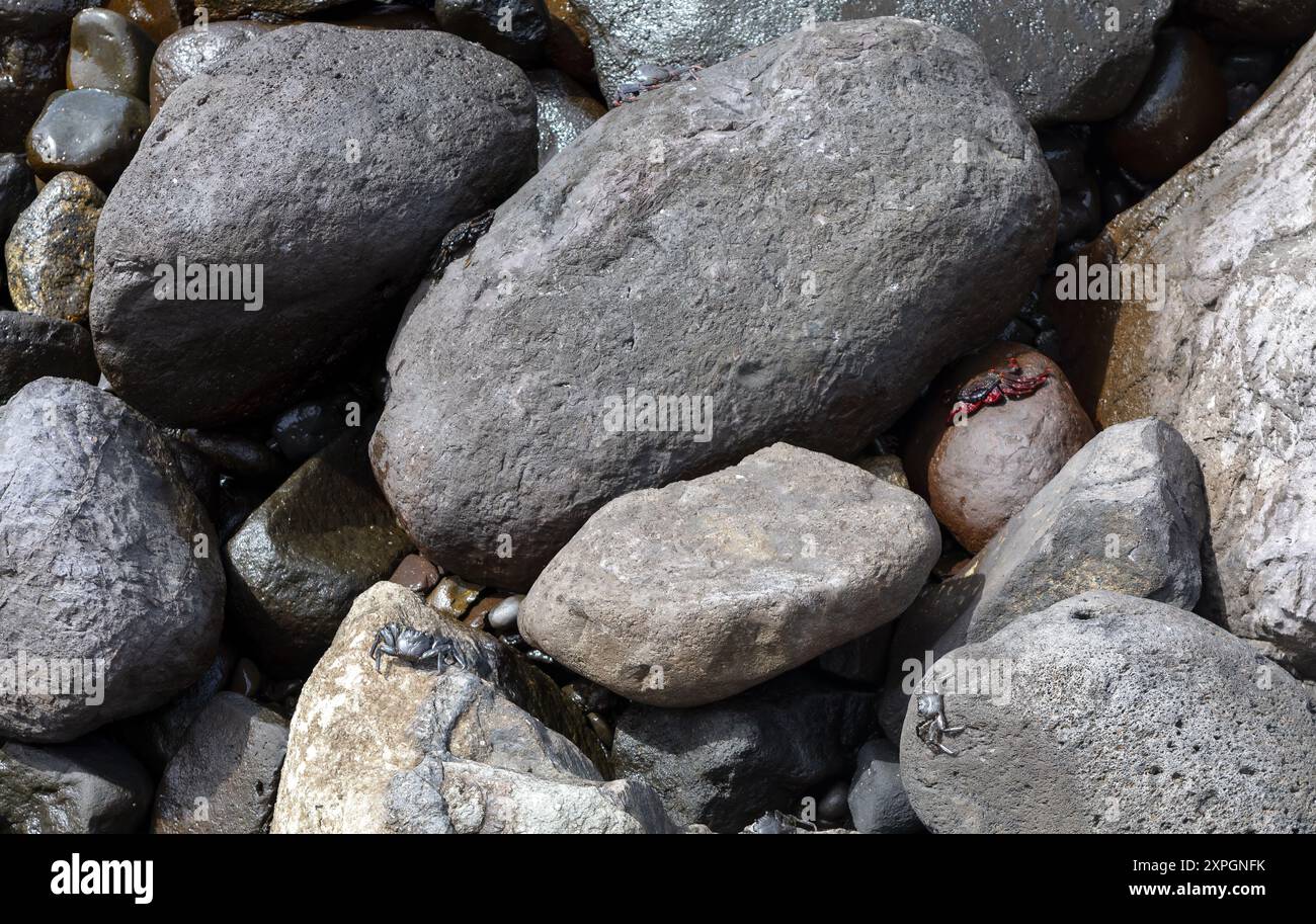 Coastal rocks with a small crabs in the middle. Rocks are grey and ...