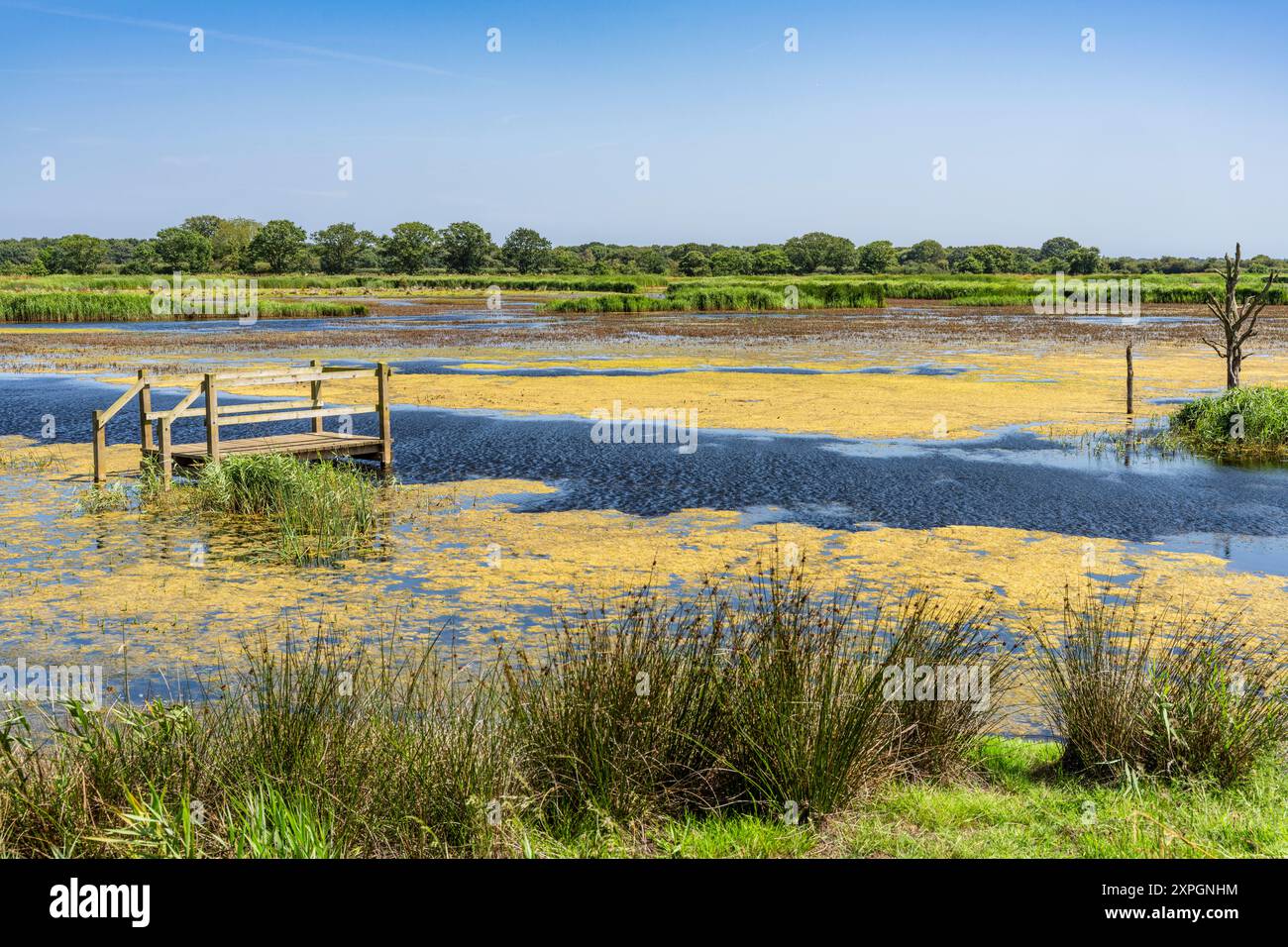 Wetland nature reserve at Hickling Broad, Norfolk Stock Photo - Alamy