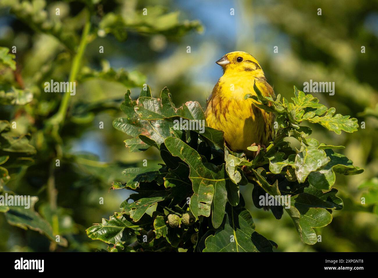 Yellowhammer (Emberiza citrinella) percehed on an oak branch Stock ...