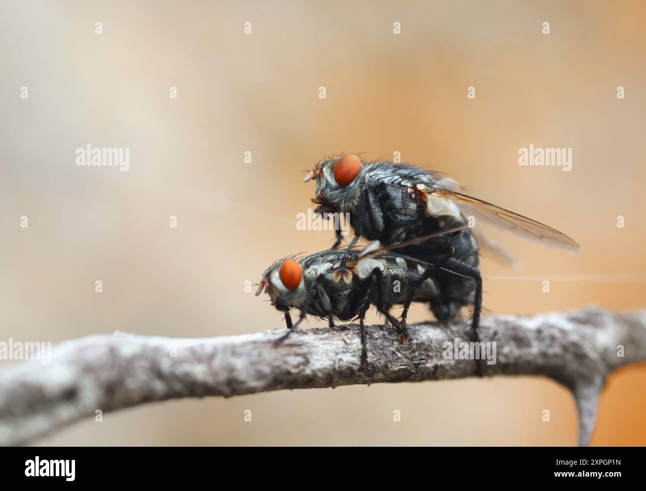 Penukondawildlife hi-res stock photography and images - Alamy