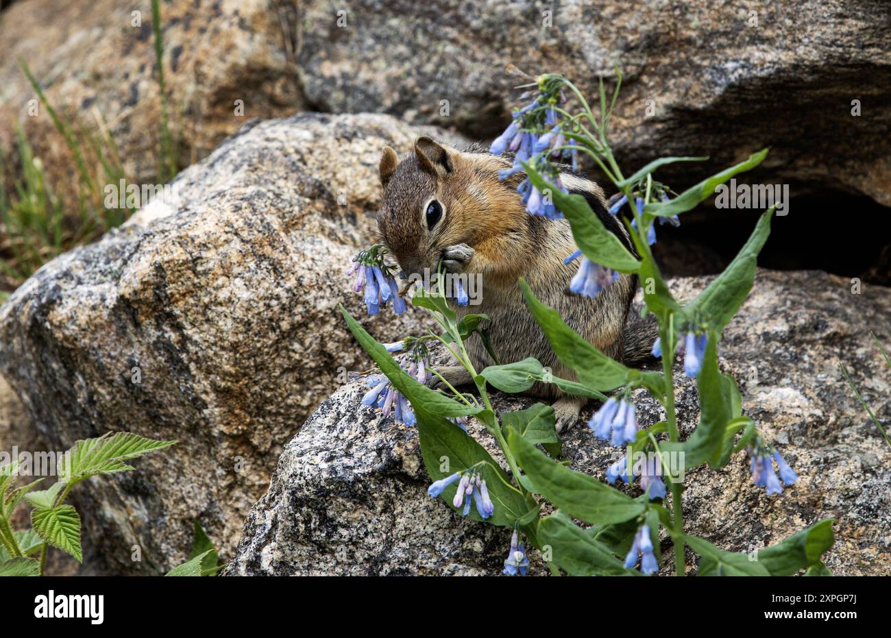 One Chipmunk standing on a large rock eating blue flowers in the Rocky ...