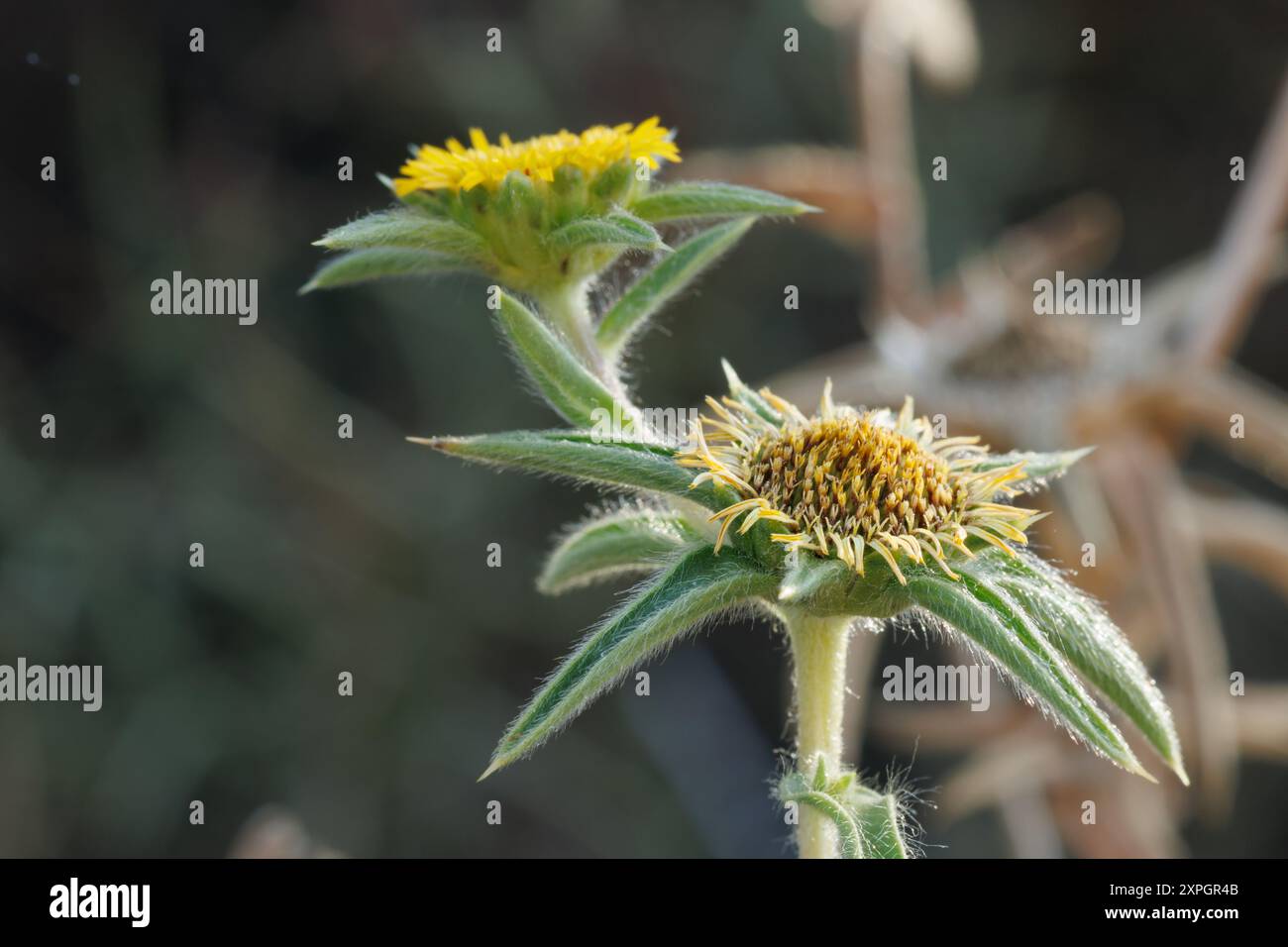 Flowers of the dryland arnica plant, pallenis spinosa, used in natural ...