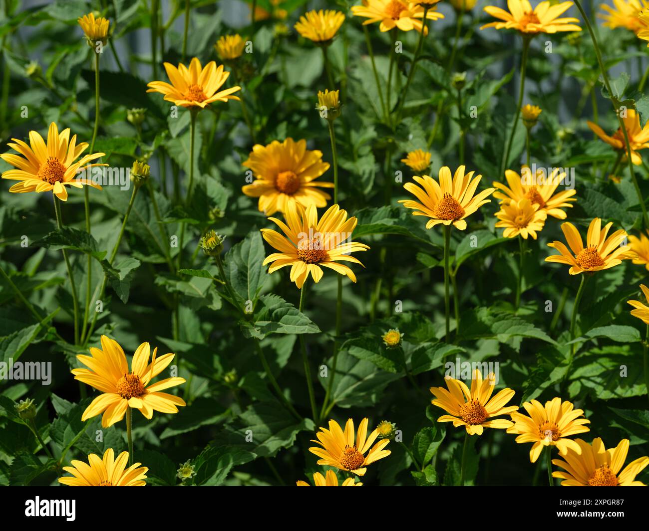 Heliopsis yellow hi-res stock photography and images - Alamy