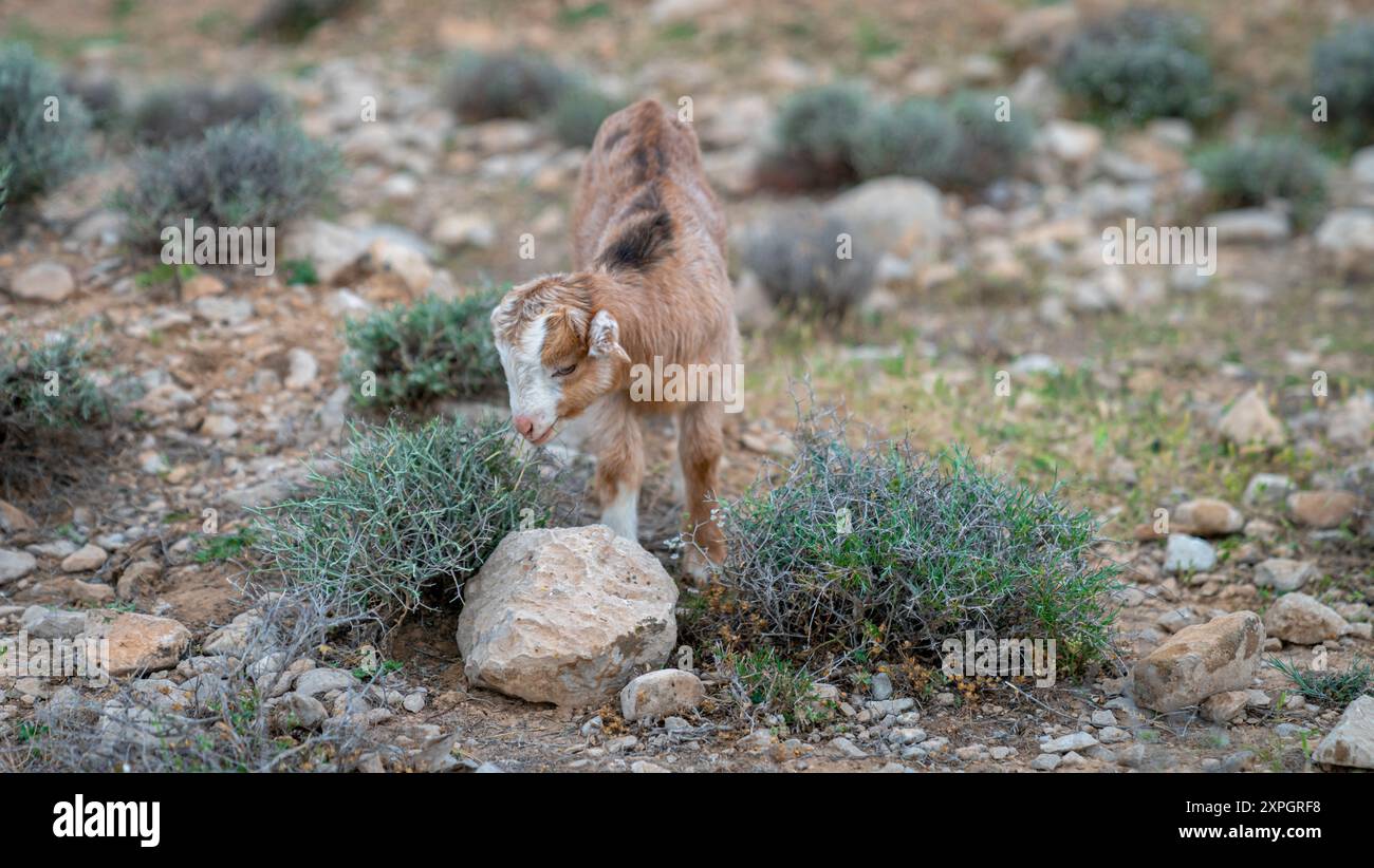 Cute brown baby goat cub on lawn, Iran Stock Photo - Alamy
