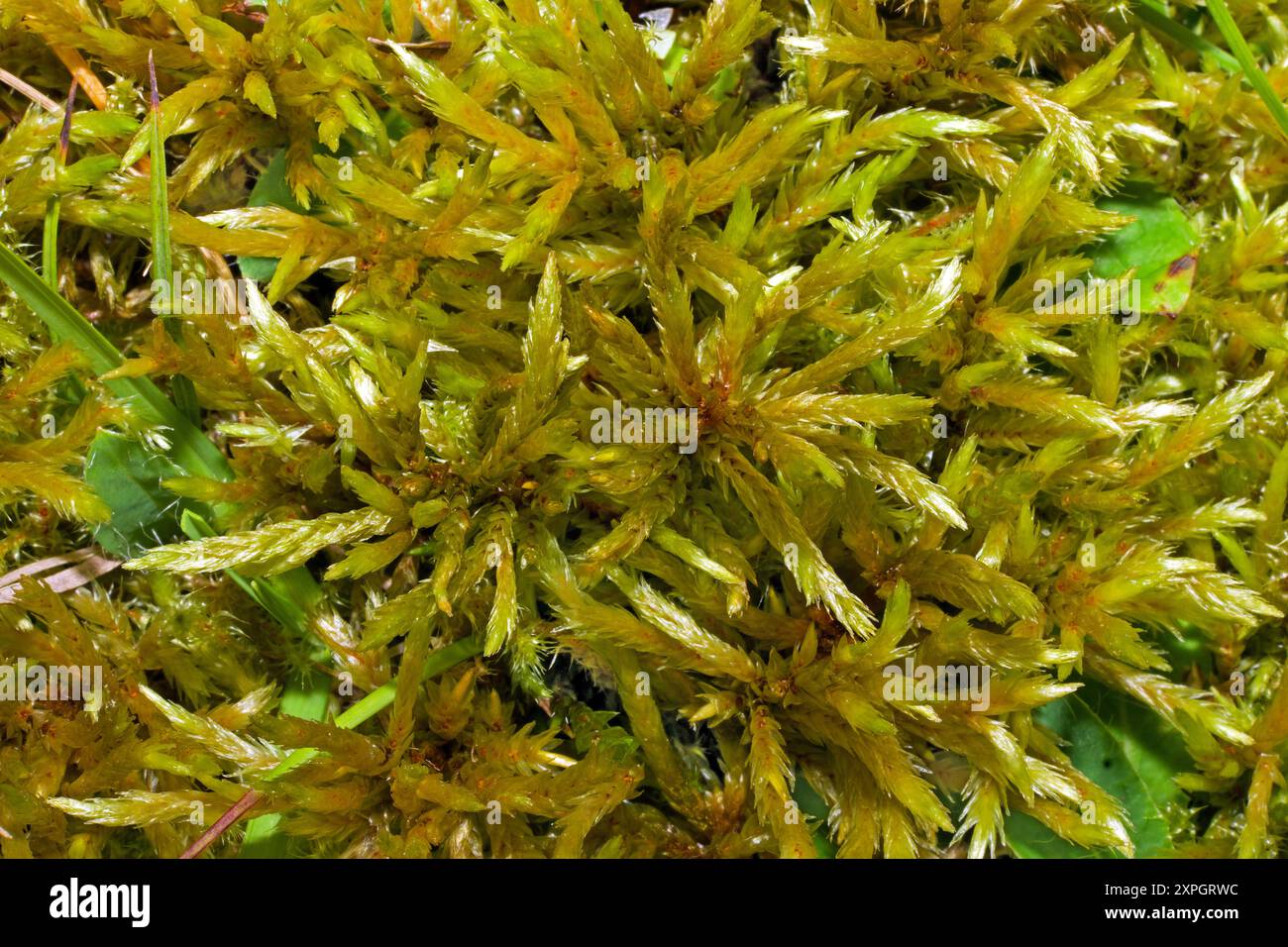 Moss with tree like morphology hi-res stock photography and images - Alamy