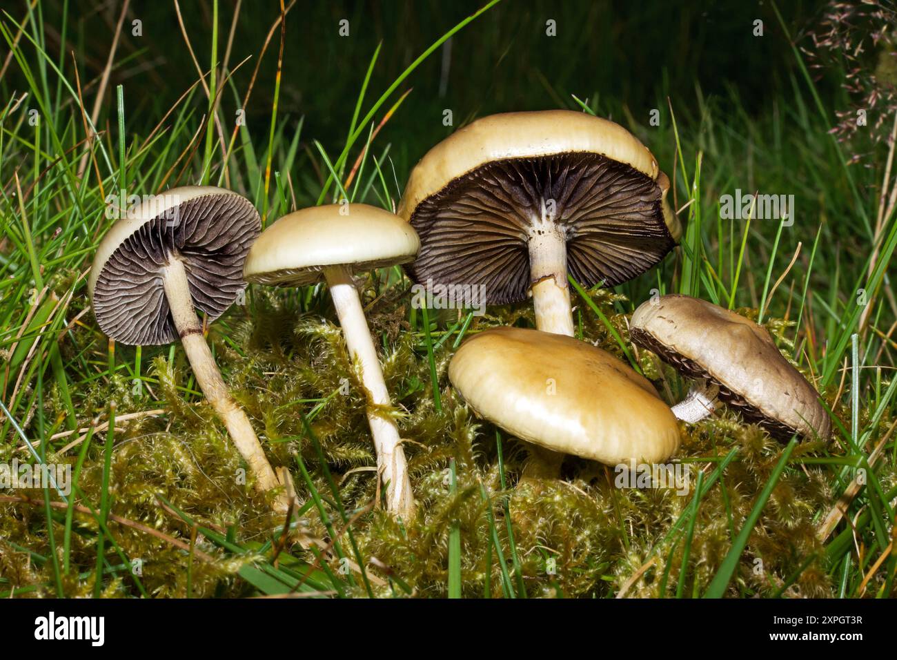 Fungus on dung of wild and domesticated herbivores hi-res stock ...