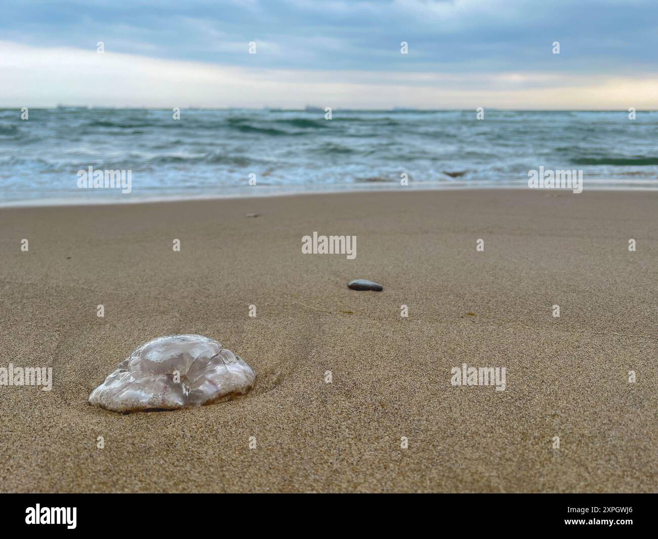 Jellyfish washed up on the sand on the beach close up at the background ...