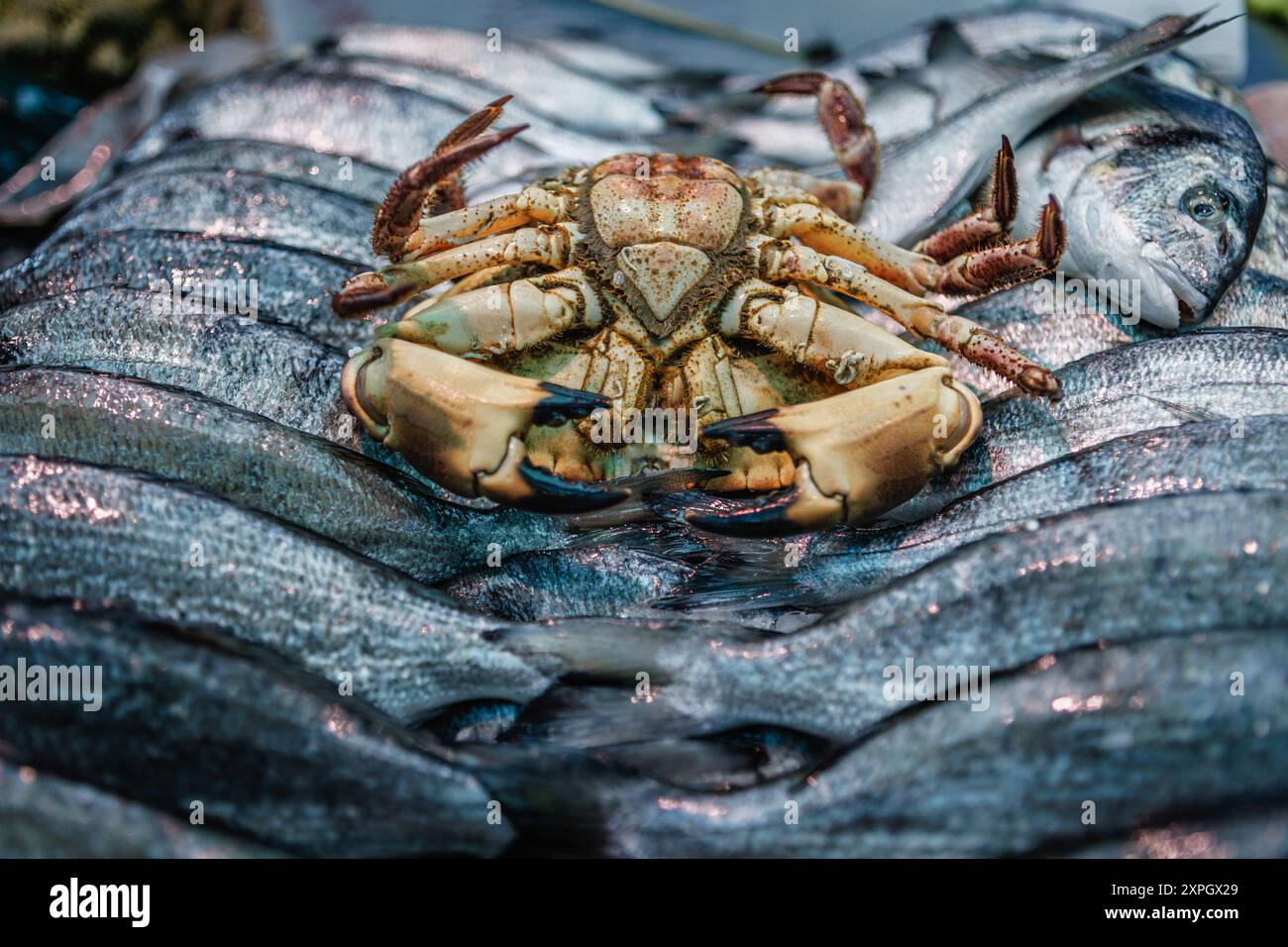 A crab sits on a bed of fish at a fishmonger's stall Stock Photo - Alamy