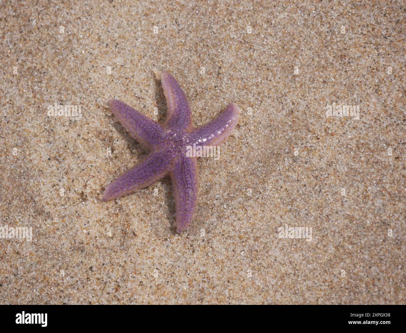 Purple starfish washed up on the sand on the beach Stock Photo - Alamy