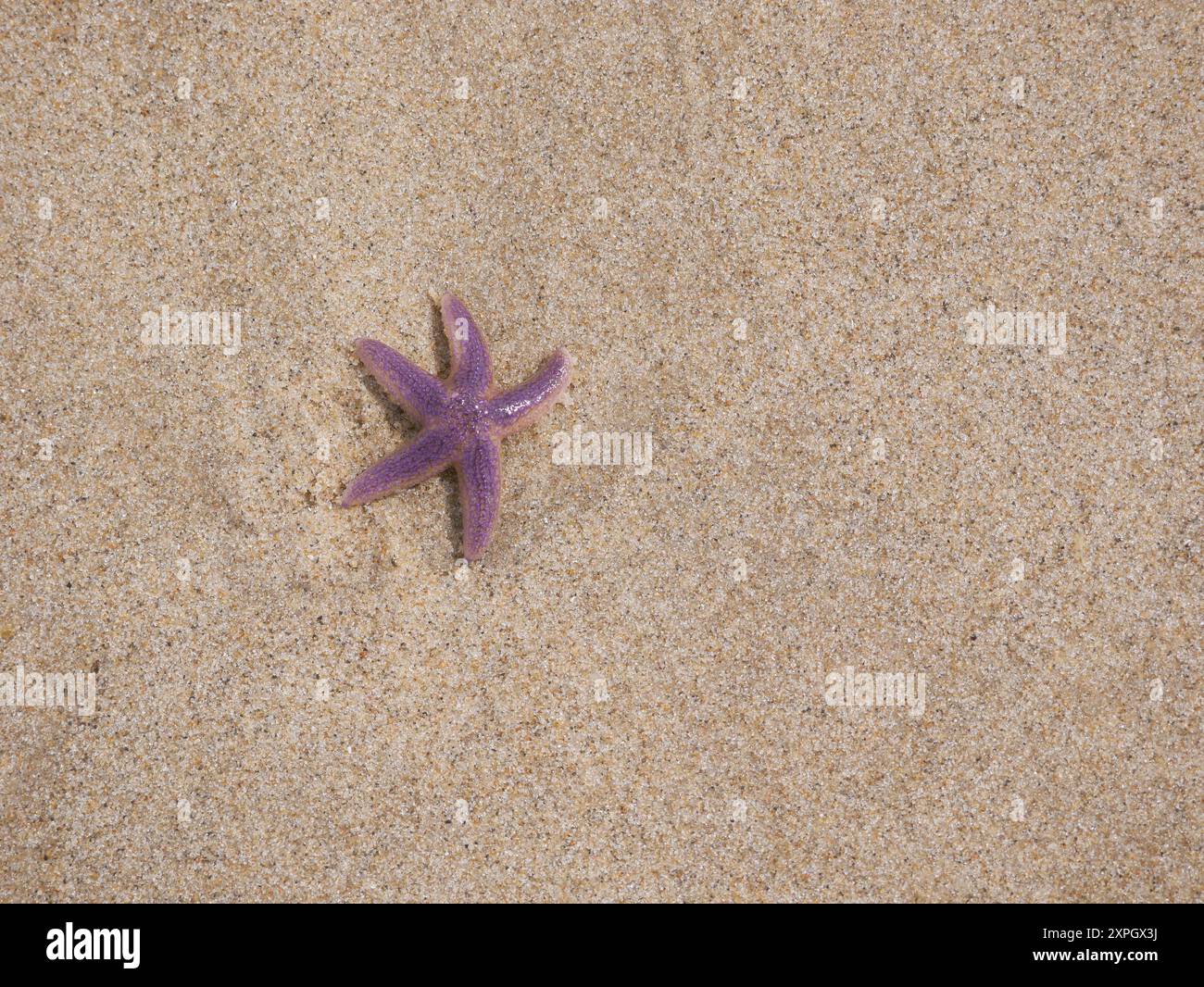 Purple starfish washed up on the sand on the beach Stock Photo - Alamy