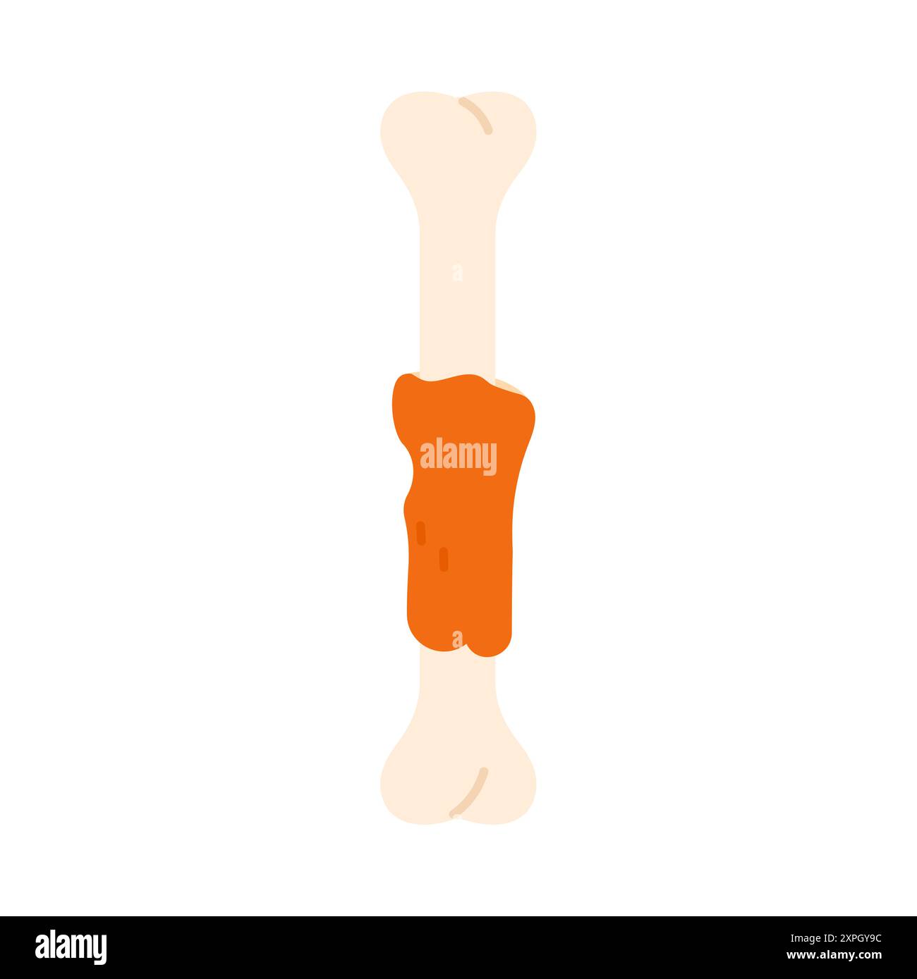 Bone from chicken leg with piece of meat left over after meal, dinner ...