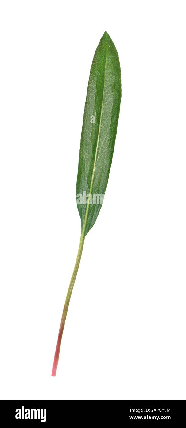 Alpine Bistort - Bistorta vivipara Stock Photo - Alamy
