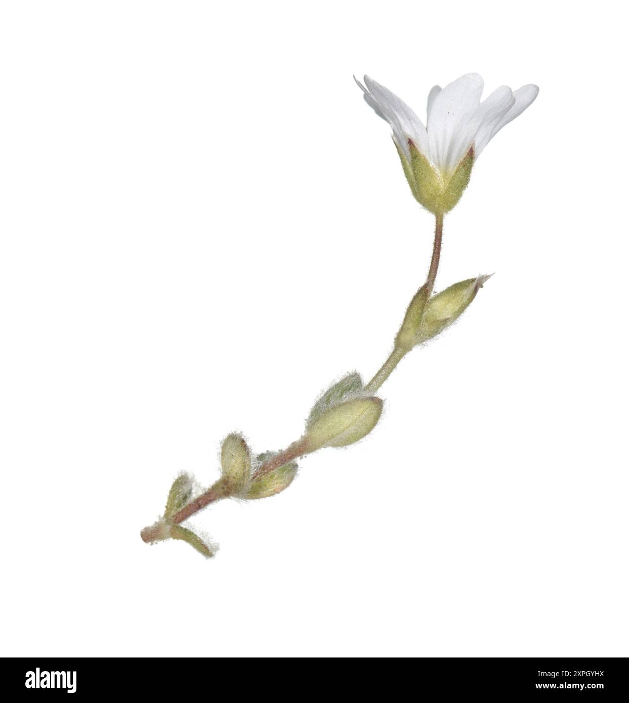 Alpine Mouse-ear - Cerastium alpinum Stock Photo - Alamy