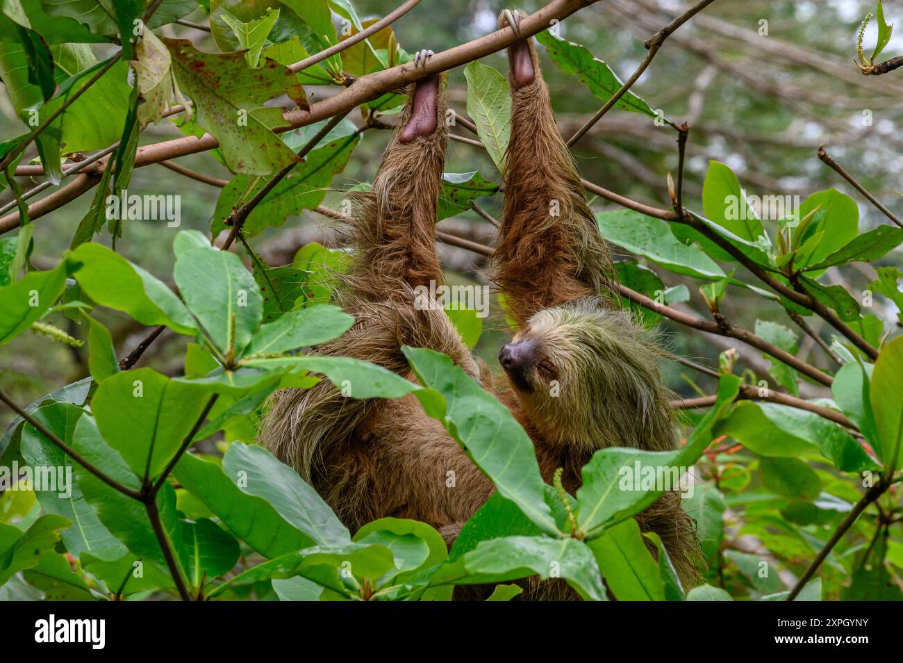 Hoffmanns two toed Sloth in der freien Natur in Costa Rica Stock Photo ...