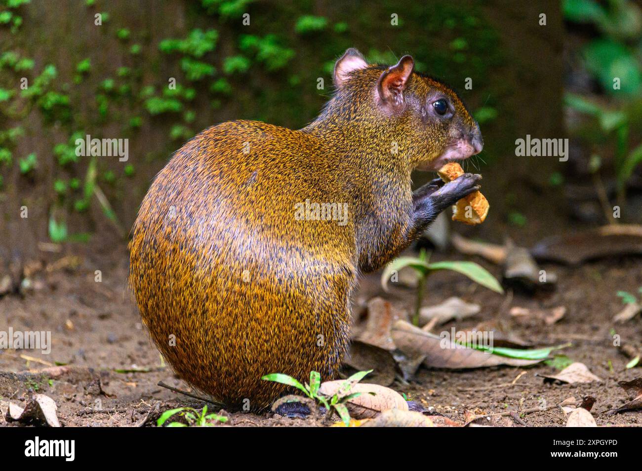 Agutis hi-res stock photography and images - Alamy