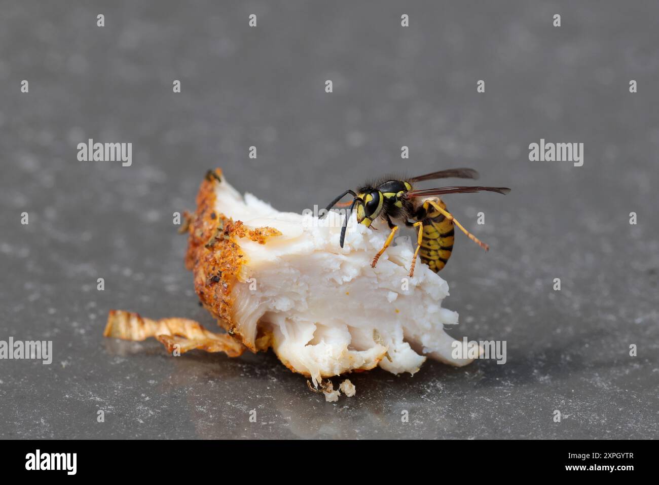 Wasp Vespula vulgaris, on cooked chicken piece yellow and black, four ...