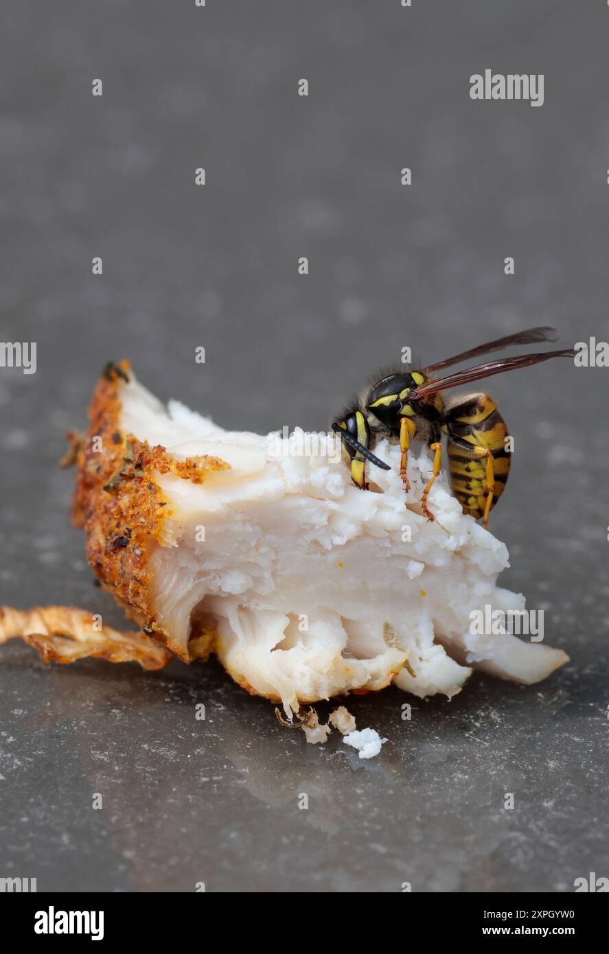 Wasp Vespula vulgaris, on cooked chicken piece yellow and black, four ...