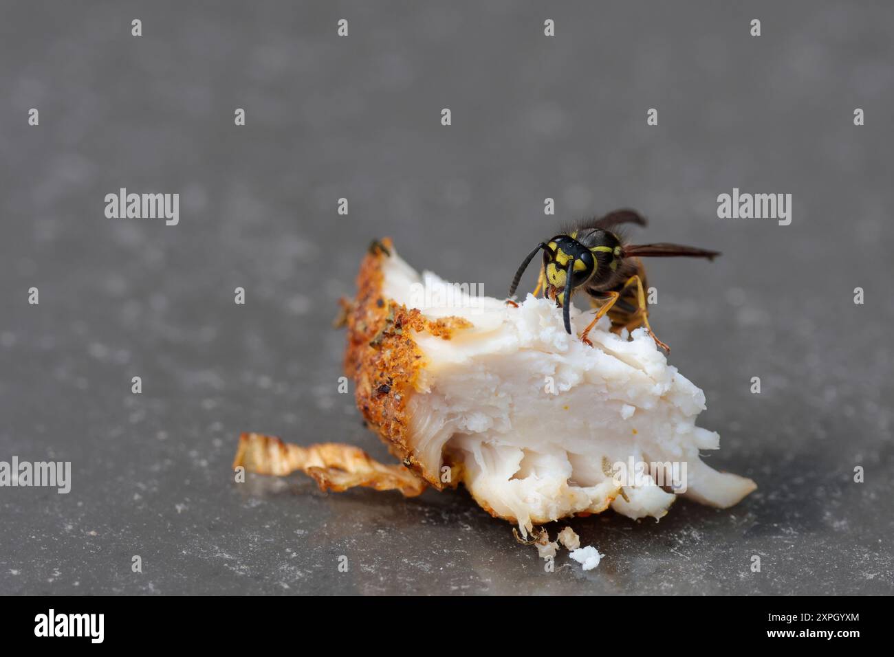 Three segments to body hi-res stock photography and images - Alamy