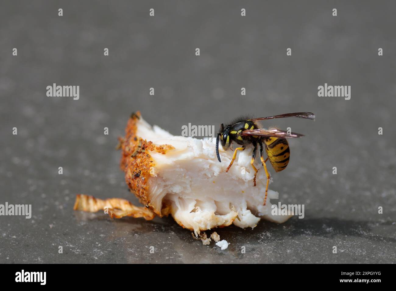 Three segments to body hi-res stock photography and images - Alamy