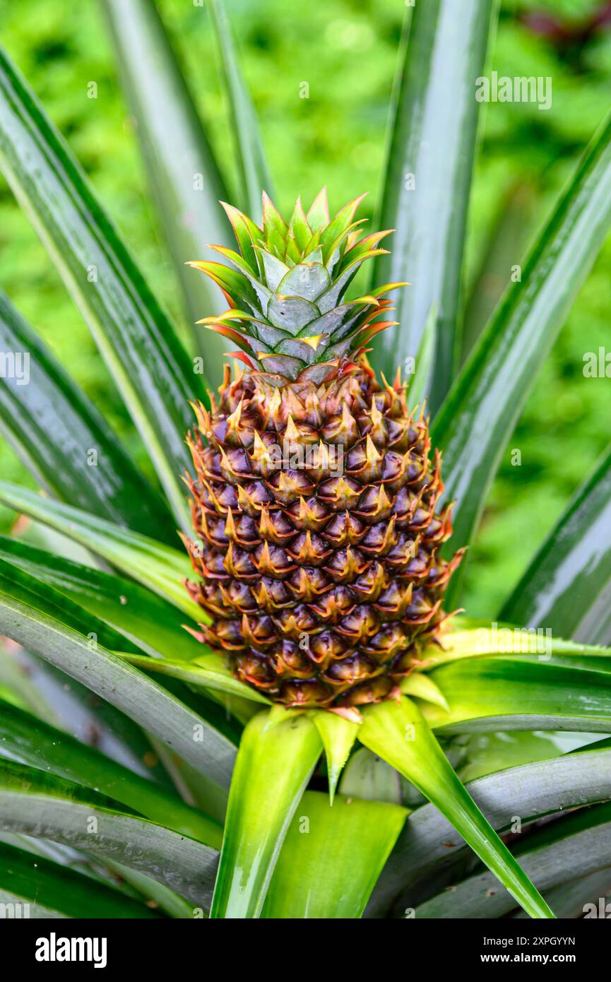 Ananaspflanze (Ananas Comosus) mit Frucht am Strauch, La Fortuna in ...
