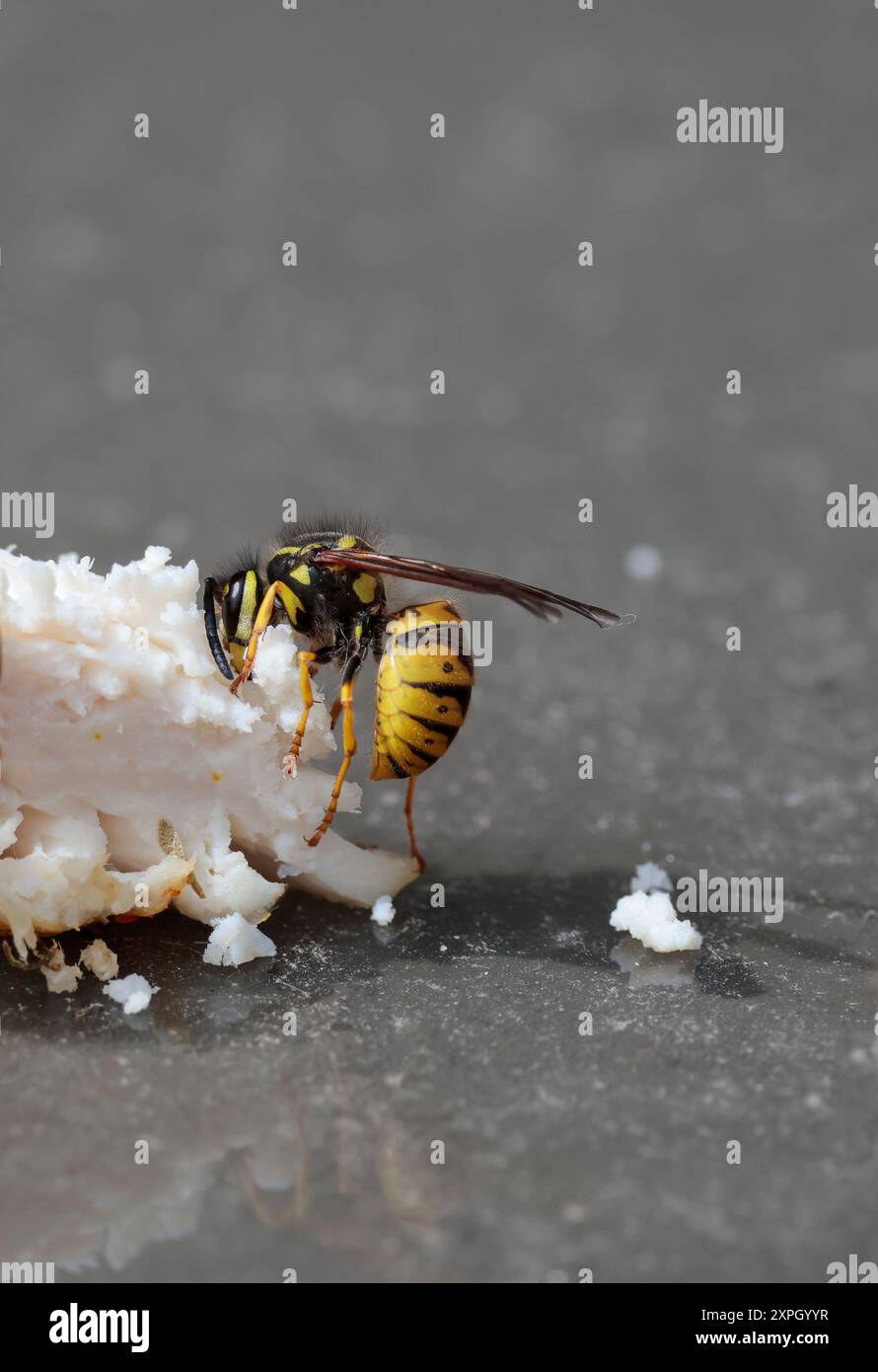 Wasp Vespula vulgaris, on cooked chicken piece yellow and black, four ...