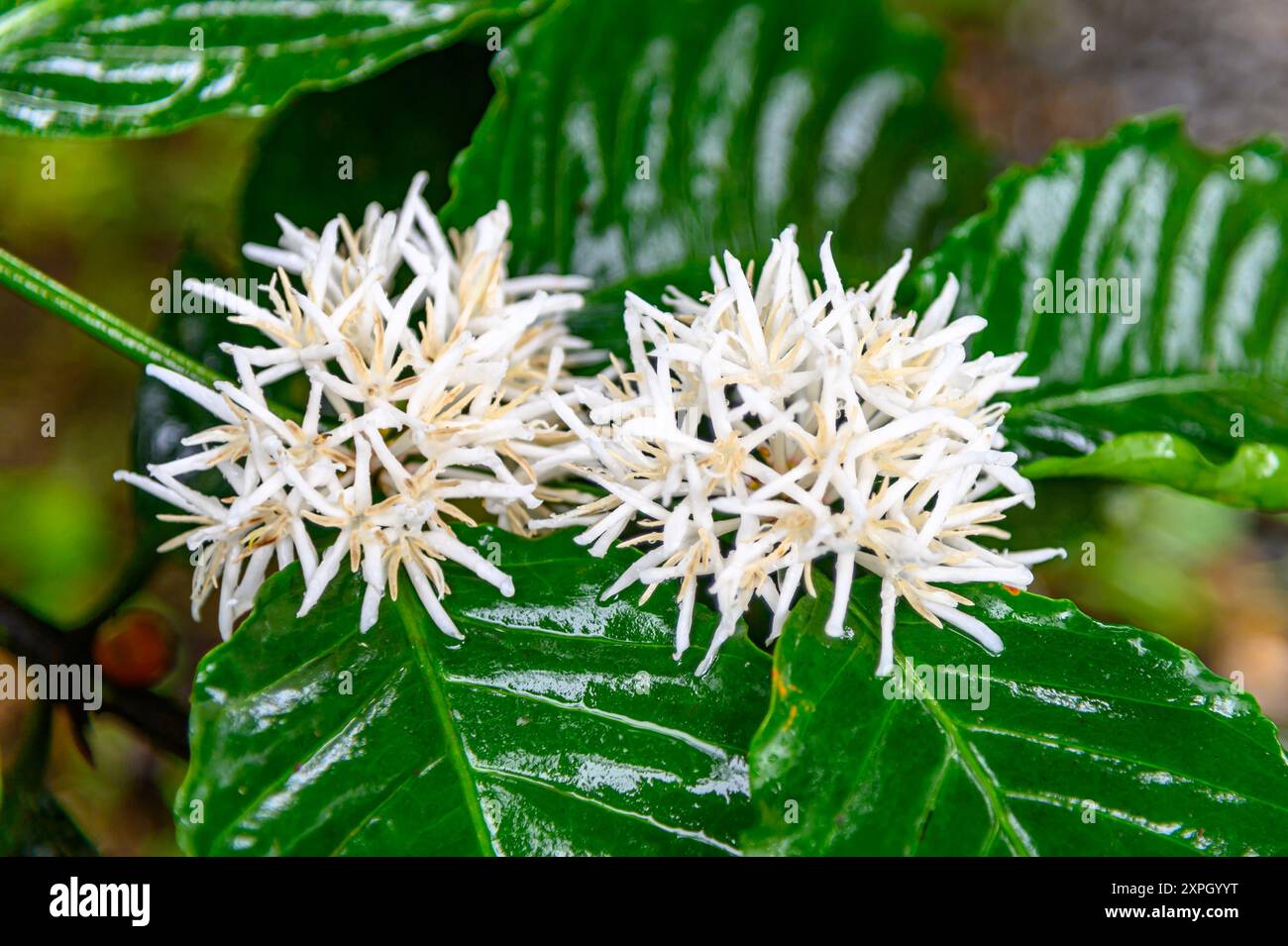 Blüte des Kaffeebaumes, coffee tree blossom of an Arabican coffee in ...