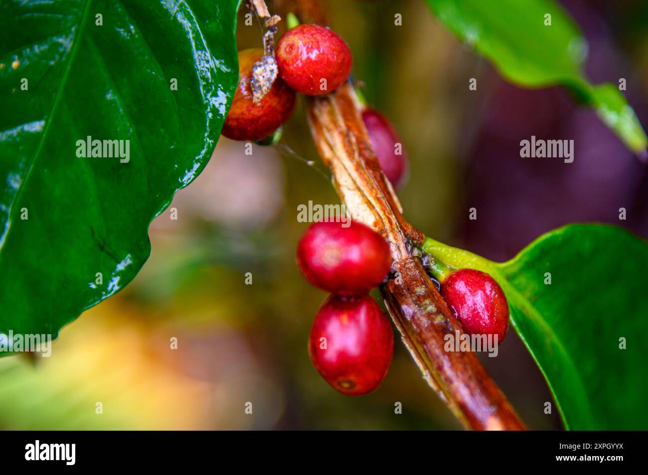 Coffee tree fruit, coffee bean on tree Stock Photo - Alamy