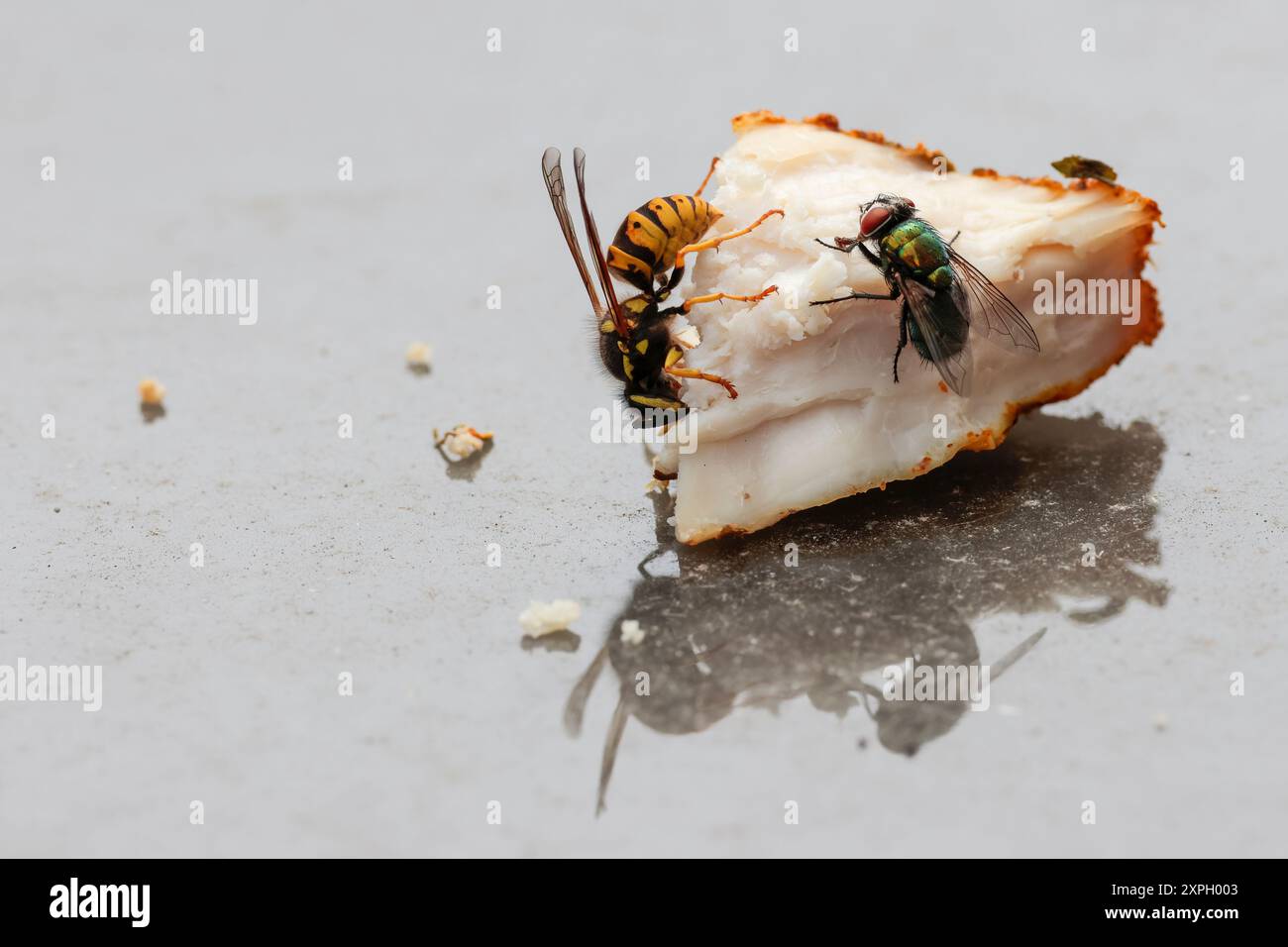 Large mandibles hi-res stock photography and images - Alamy