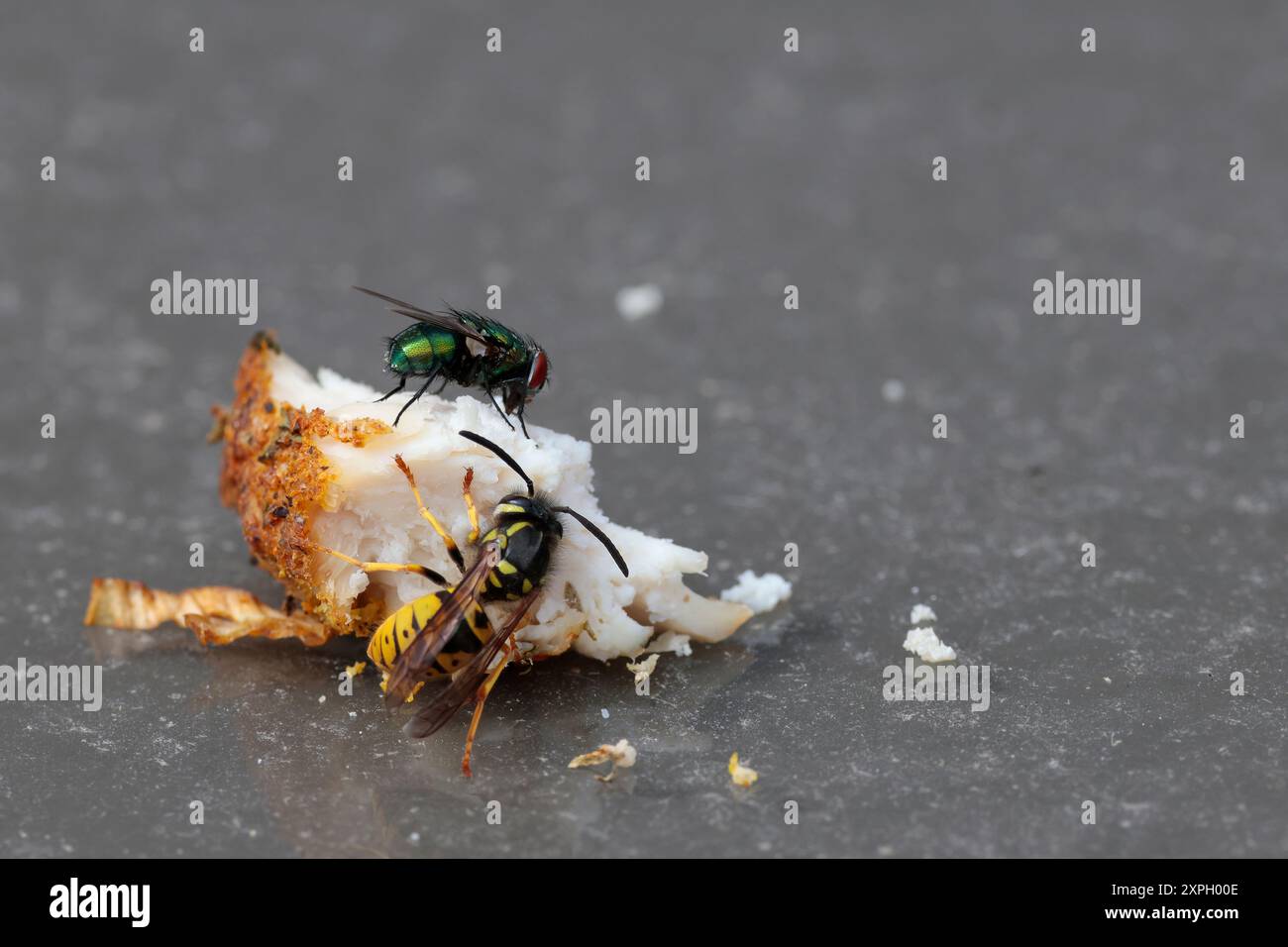 Fly on chicken with wasp hi-res stock photography and images - Alamy