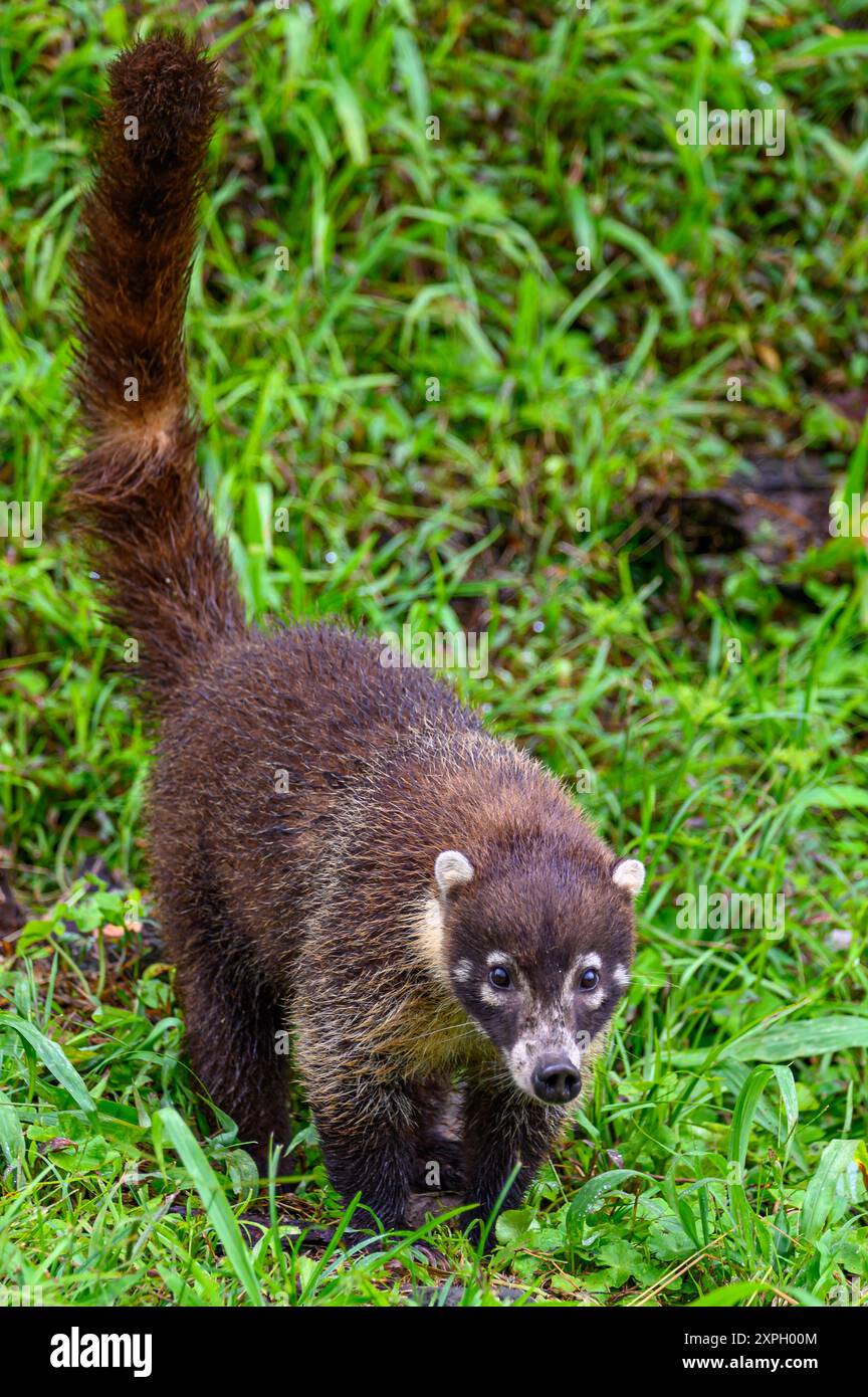 white-nosed coati in Costa Rica Stock Photo - Alamy